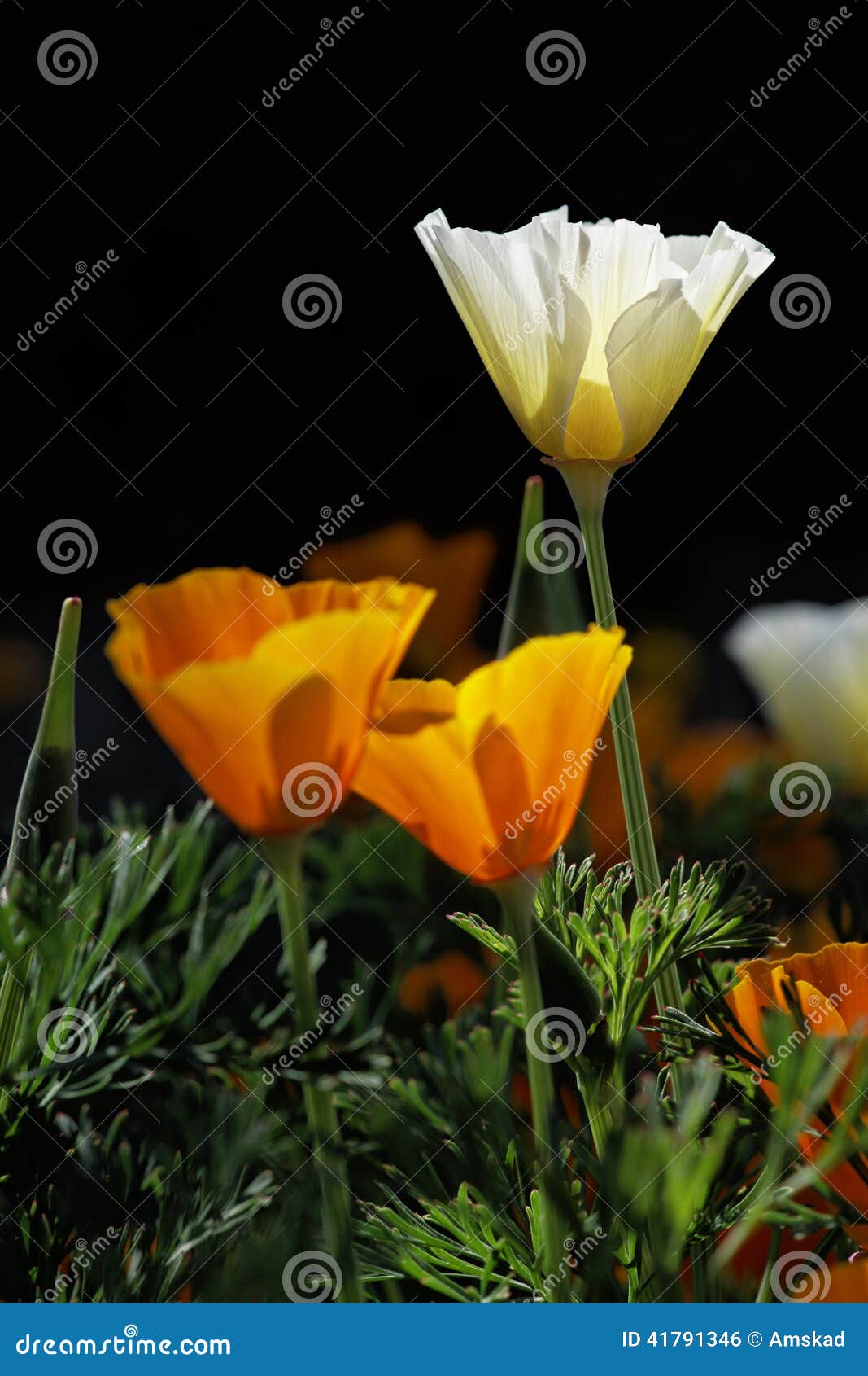 Orange Flower on a Black Background Stock Photo - Image of background ...