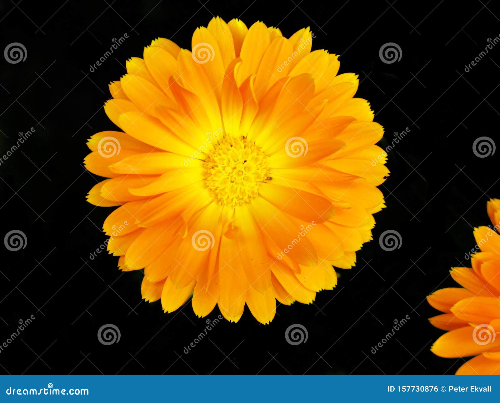 Orange Flower on Black Background Stock Photo - Image of fresh, flower ...