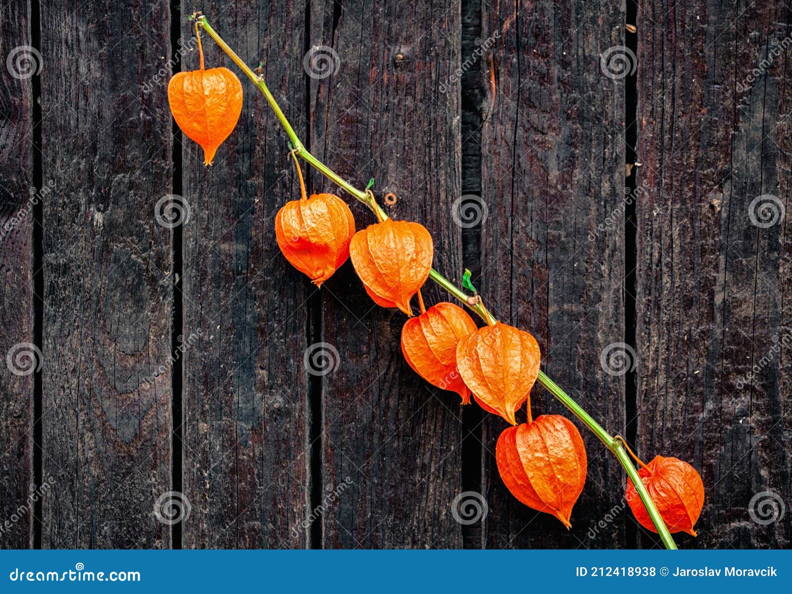 Orange Flower Bladder Cherry Stock Photo - Image of exotic, bladder ...