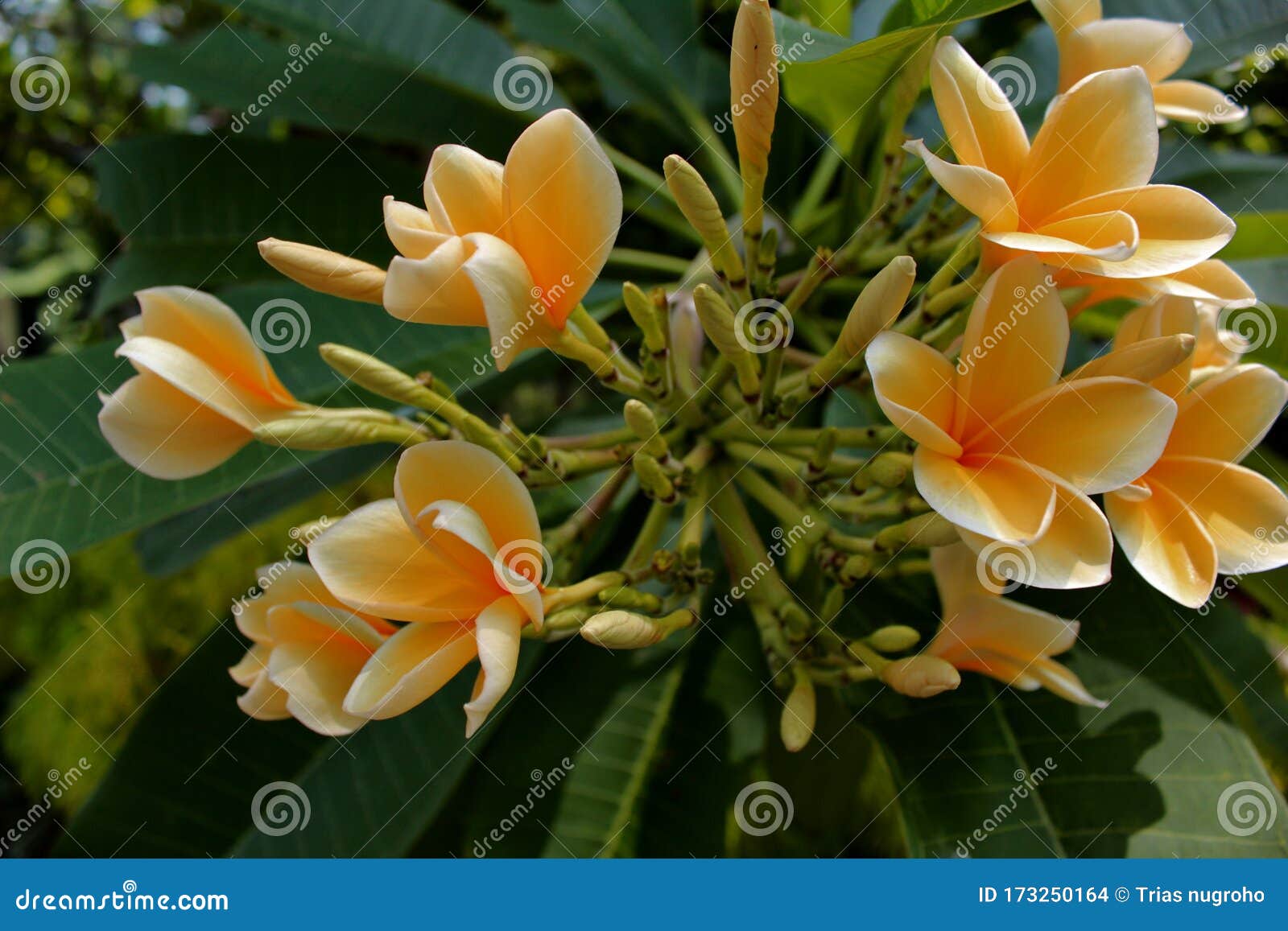 Orange Flower Blooms on the Mountain Stock Photo - Image of flower ...