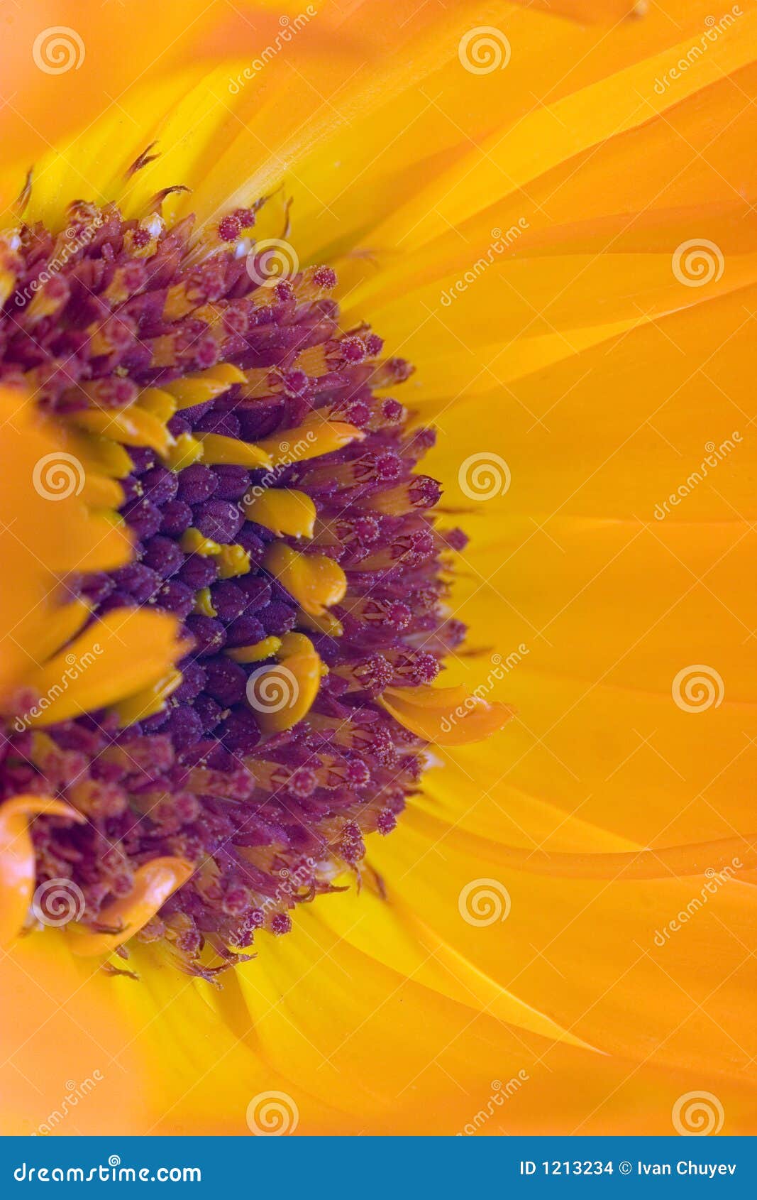 Orange flower(Calendula) stock photo. Image of natural - 1213234