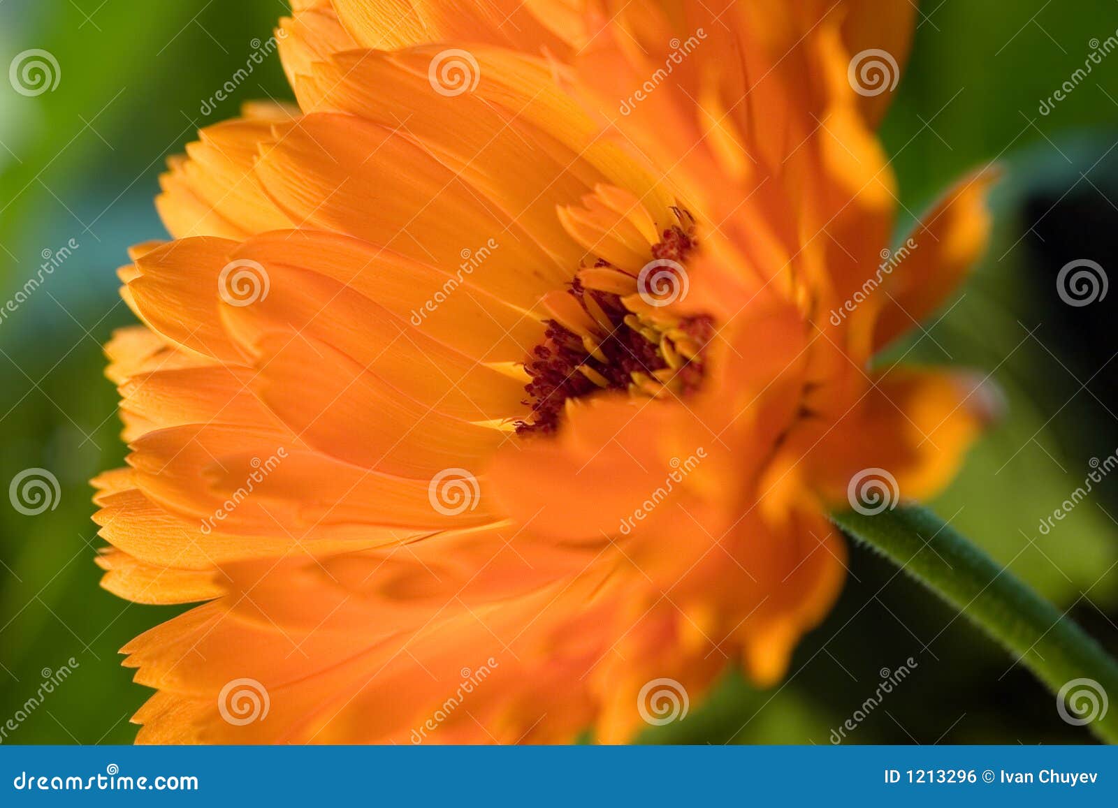 Orange flower(Calendula) stock photo. Image of blooming - 1213296