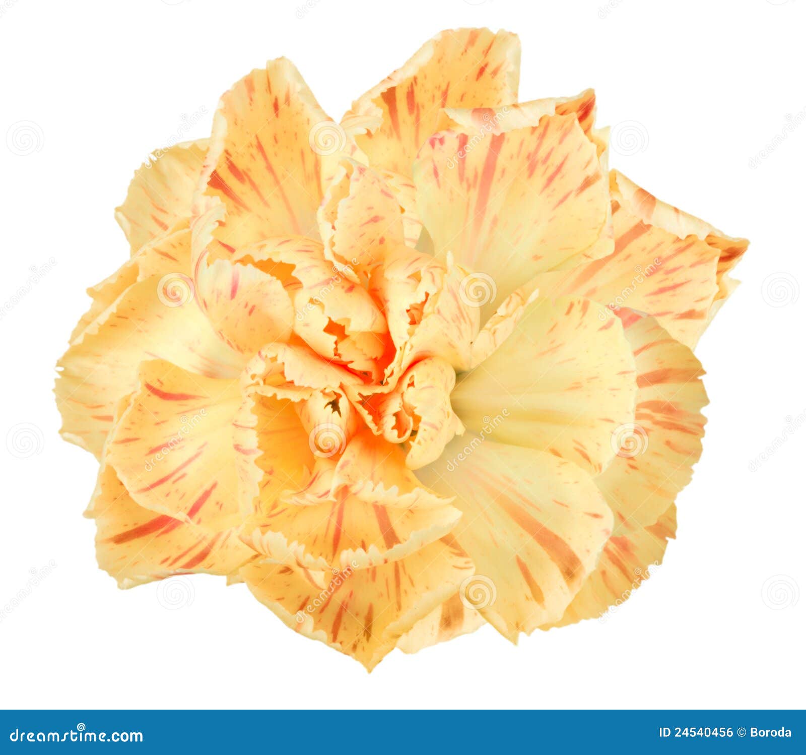 Orange flower of carnation stock photo. Image of beauty - 24540456