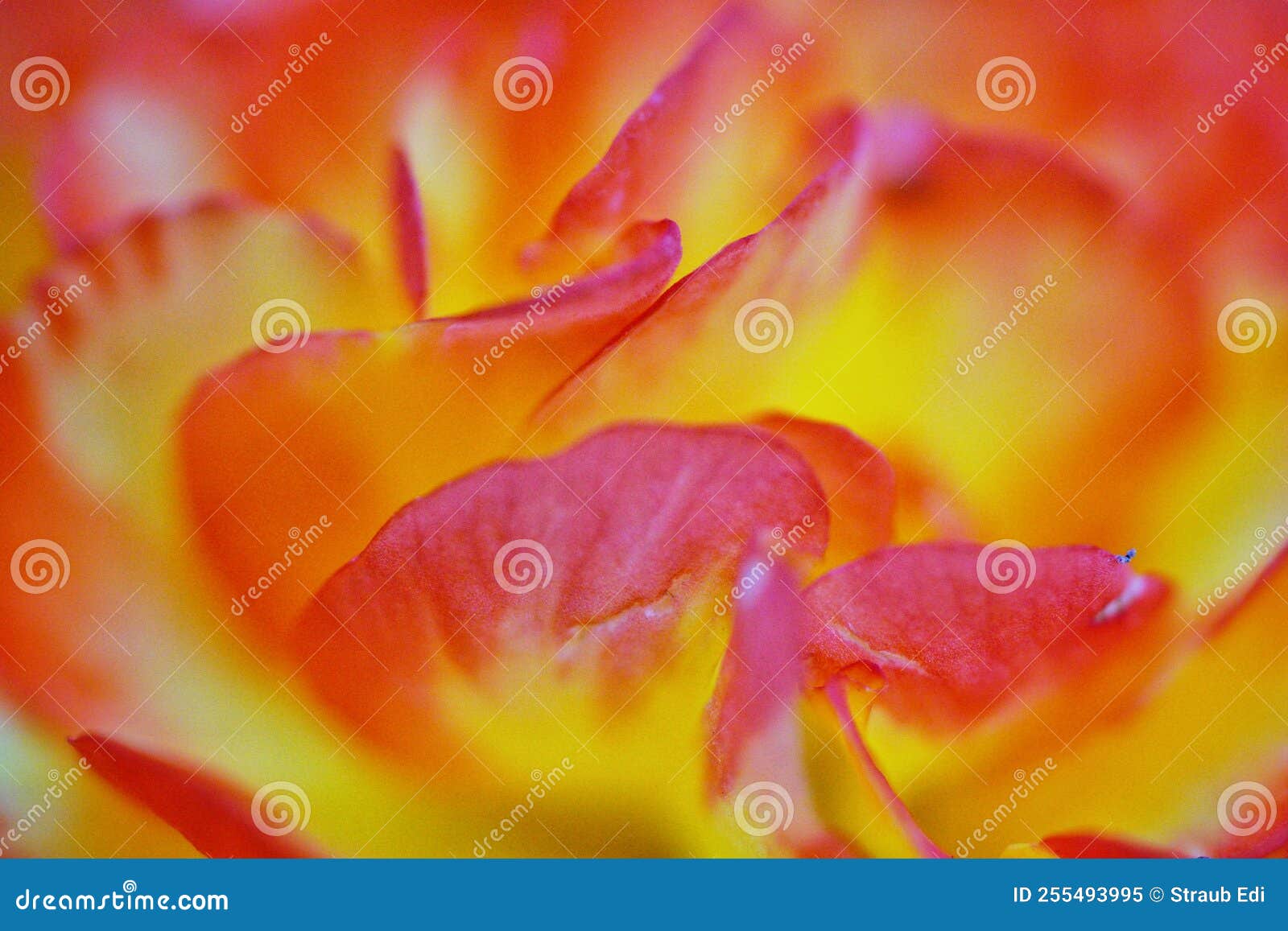 Orange Flower Closeup - Layers Stock Image - Image of plant, petal ...