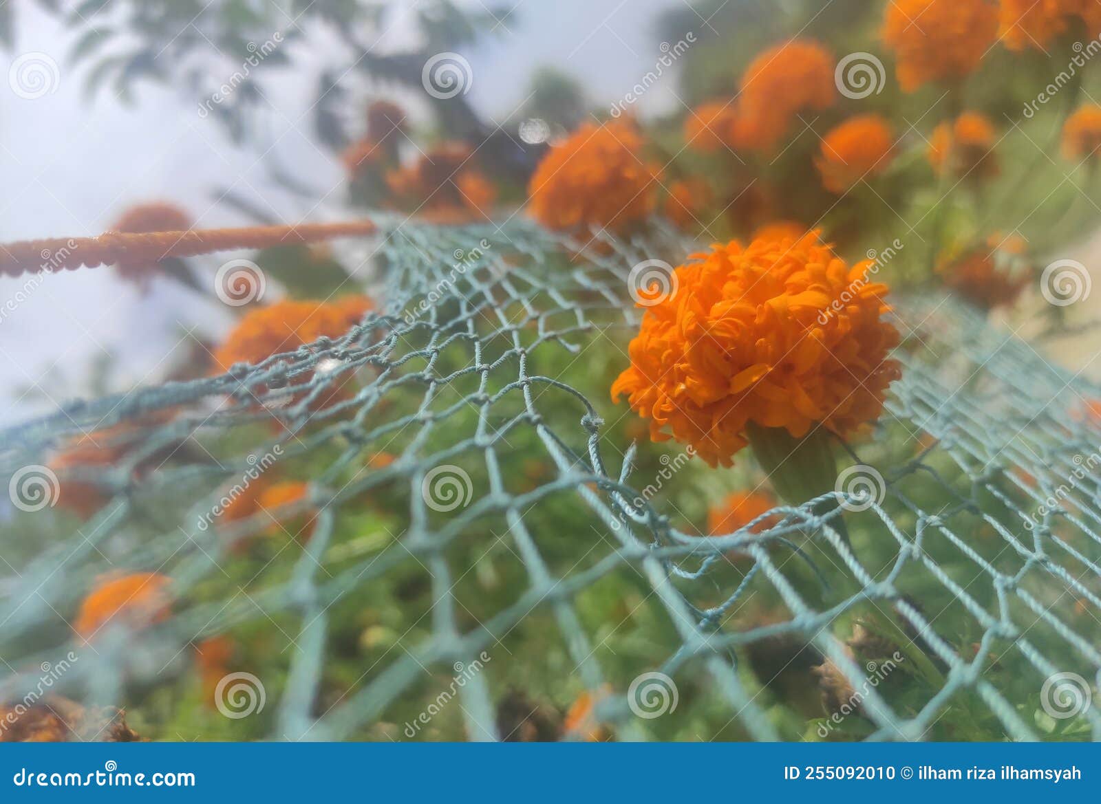 Orange Flower Coming Out of the Net Stock Photo - Image of flower ...