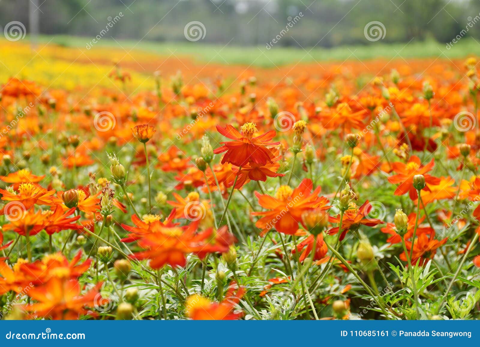Orange flower stock image. Image of field, orange, nature - 110685161
