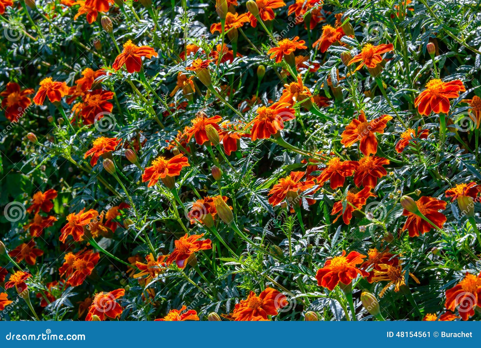 Orange flower stock image. Image of summer, field, natural - 48154561