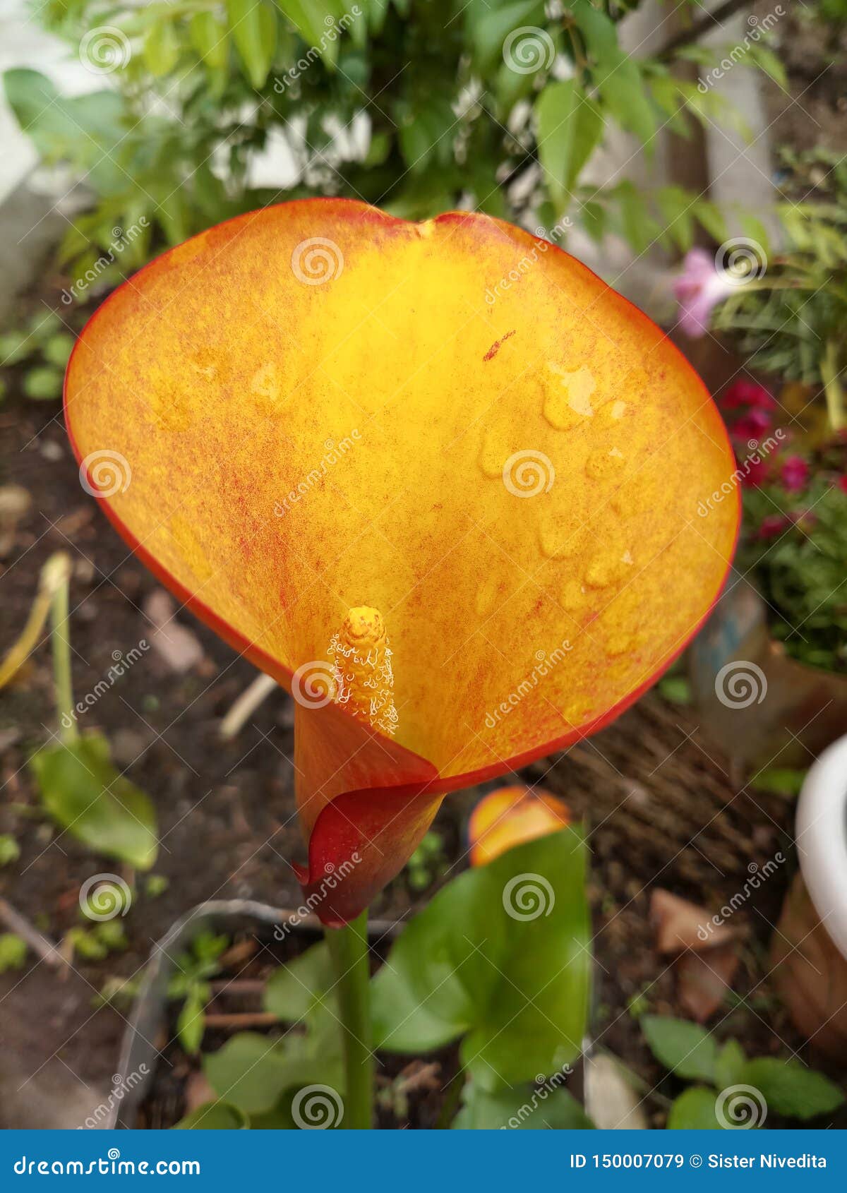 Orange Flower Funnel Type Natre Stock Image - Image of funnel, orange ...