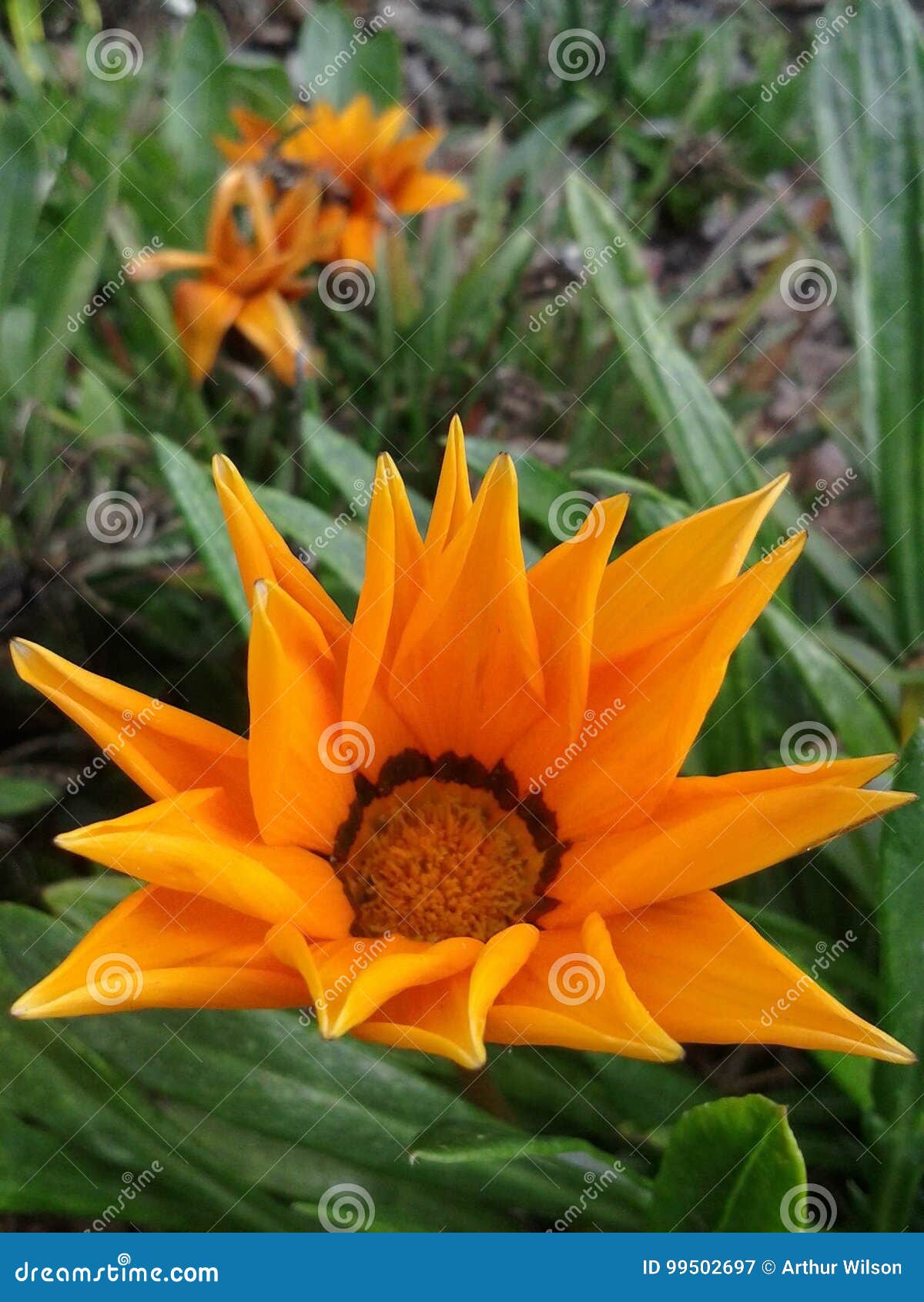 Orange flower grass stock image. Image of life, nature - 99502697