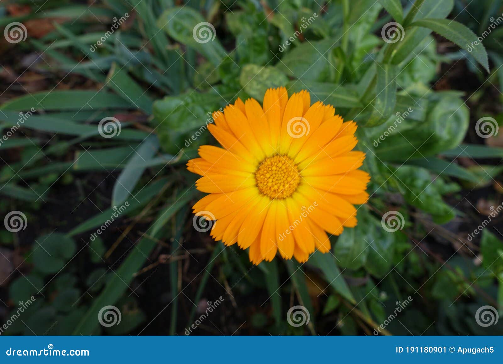 Orange Flower of Calendula Officinalis in Mid October Stock Image ...