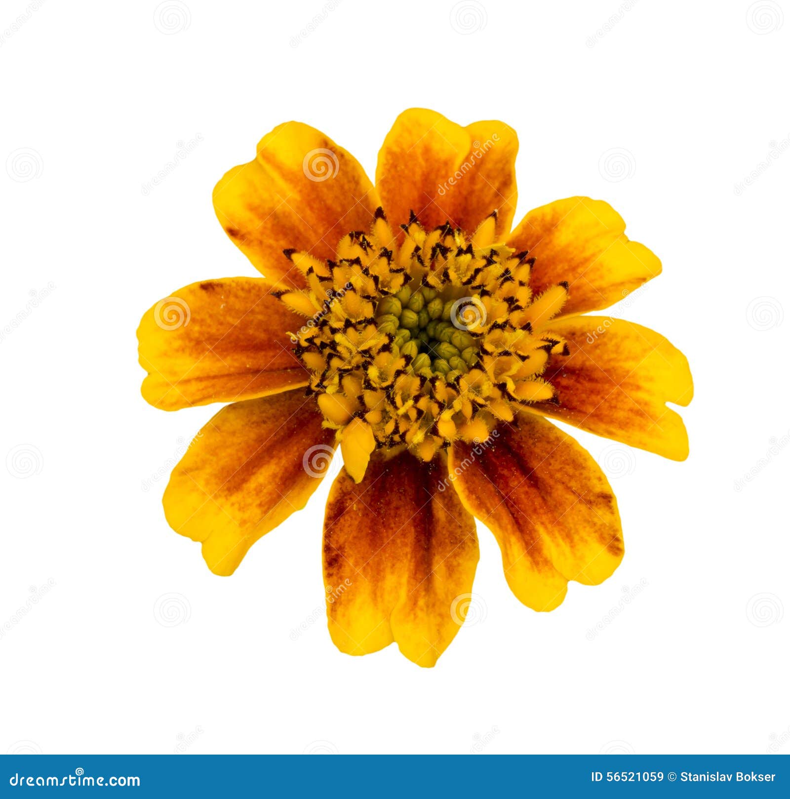 Orange Flower Helenium Macro Isolated Stock Image - Image of close ...