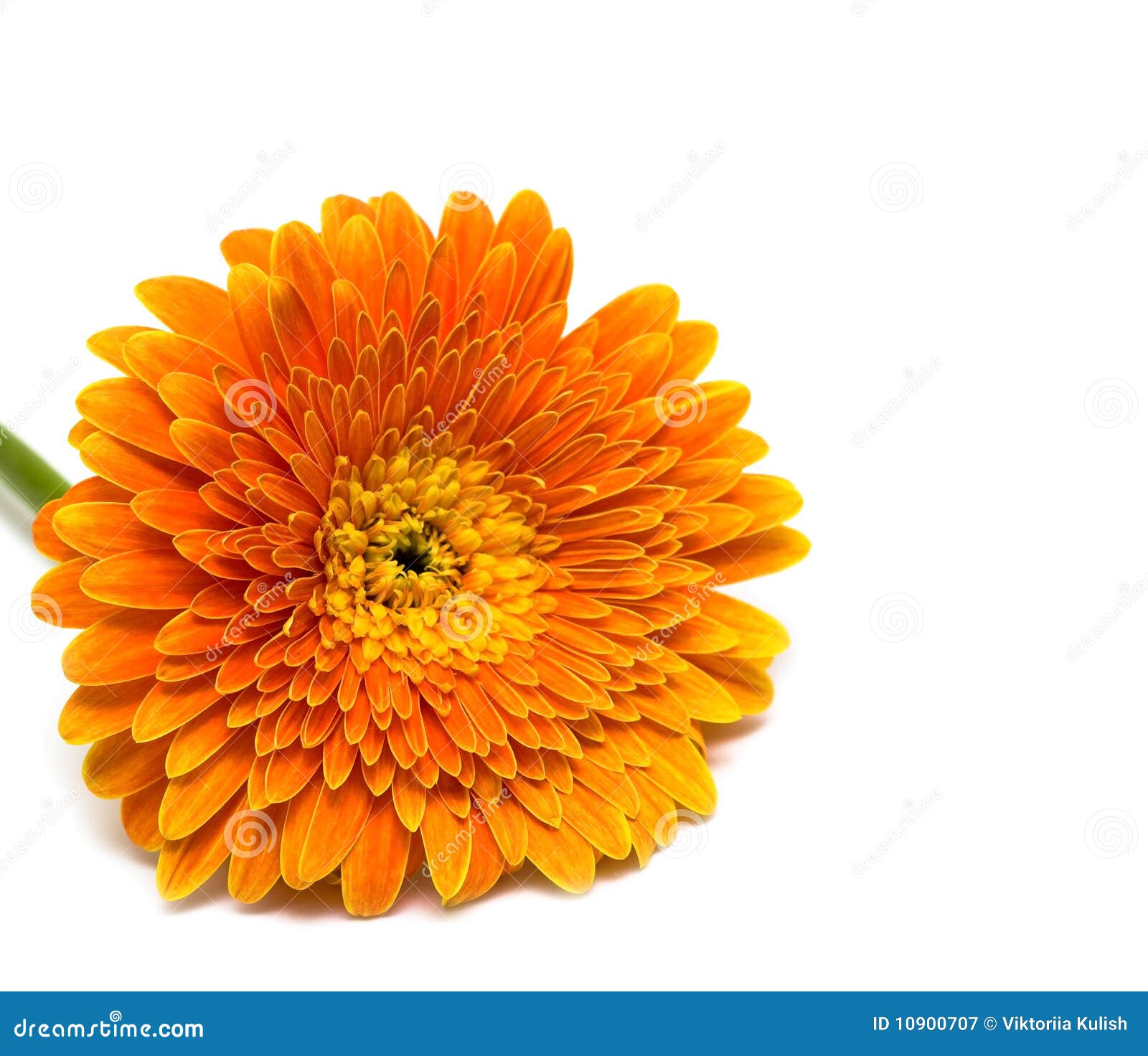 Orange flower isolated stock image. Image of anniversary - 10900707