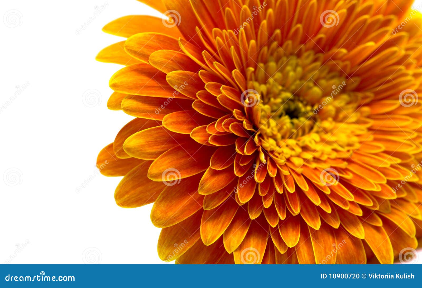 Orange flower isolated stock photo. Image of green, aromatherapy - 10900720