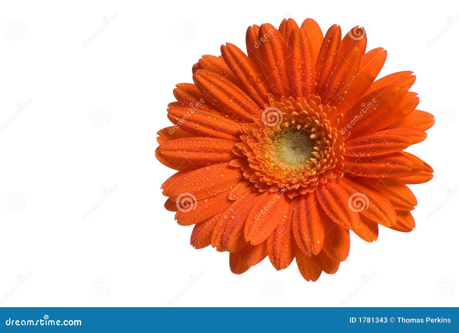 Orange Flower Isolated stock image. Image of decorative - 1781343