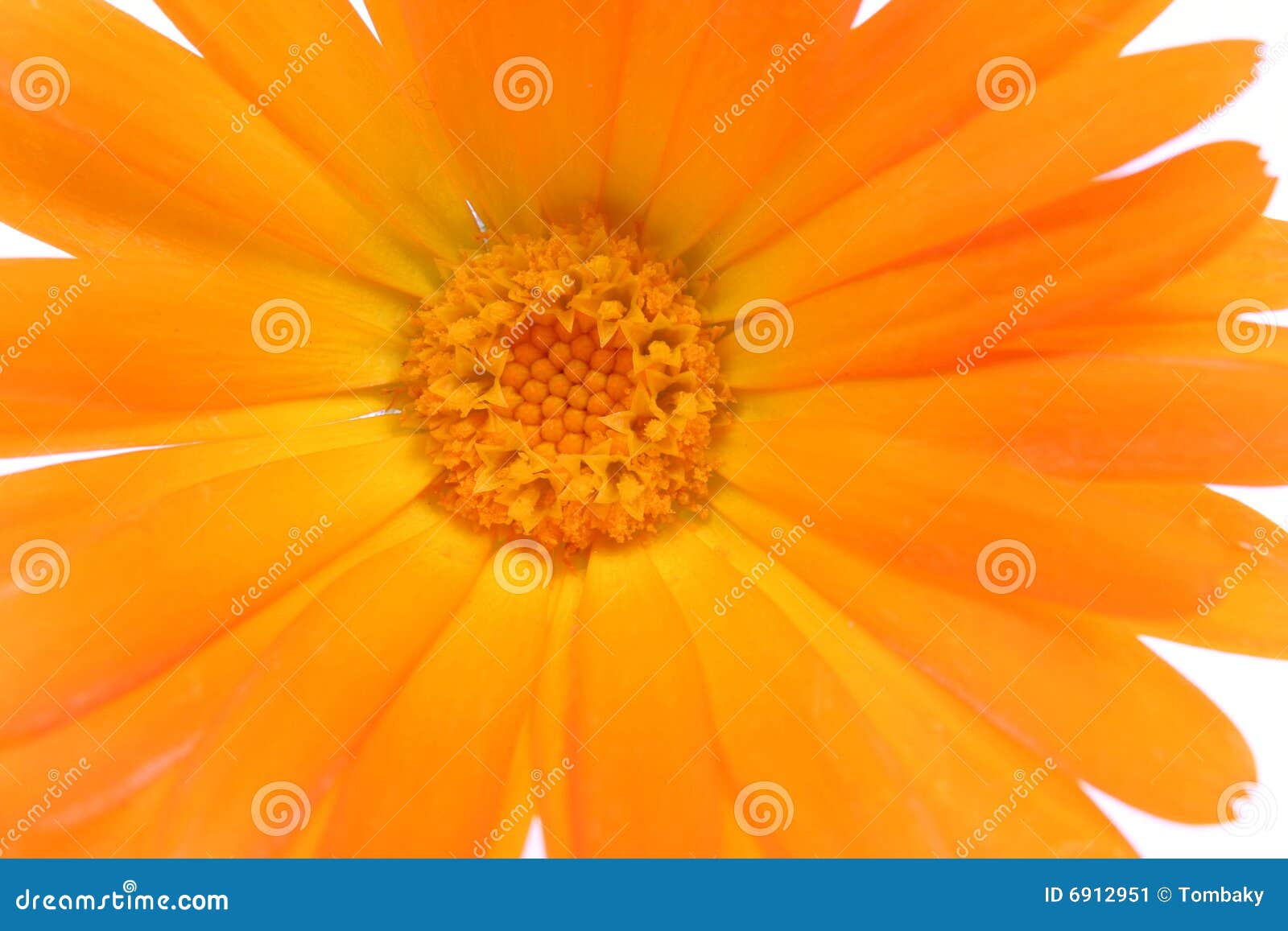 Orange Flower Isolated on White Stock Image - Image of orange, flower ...