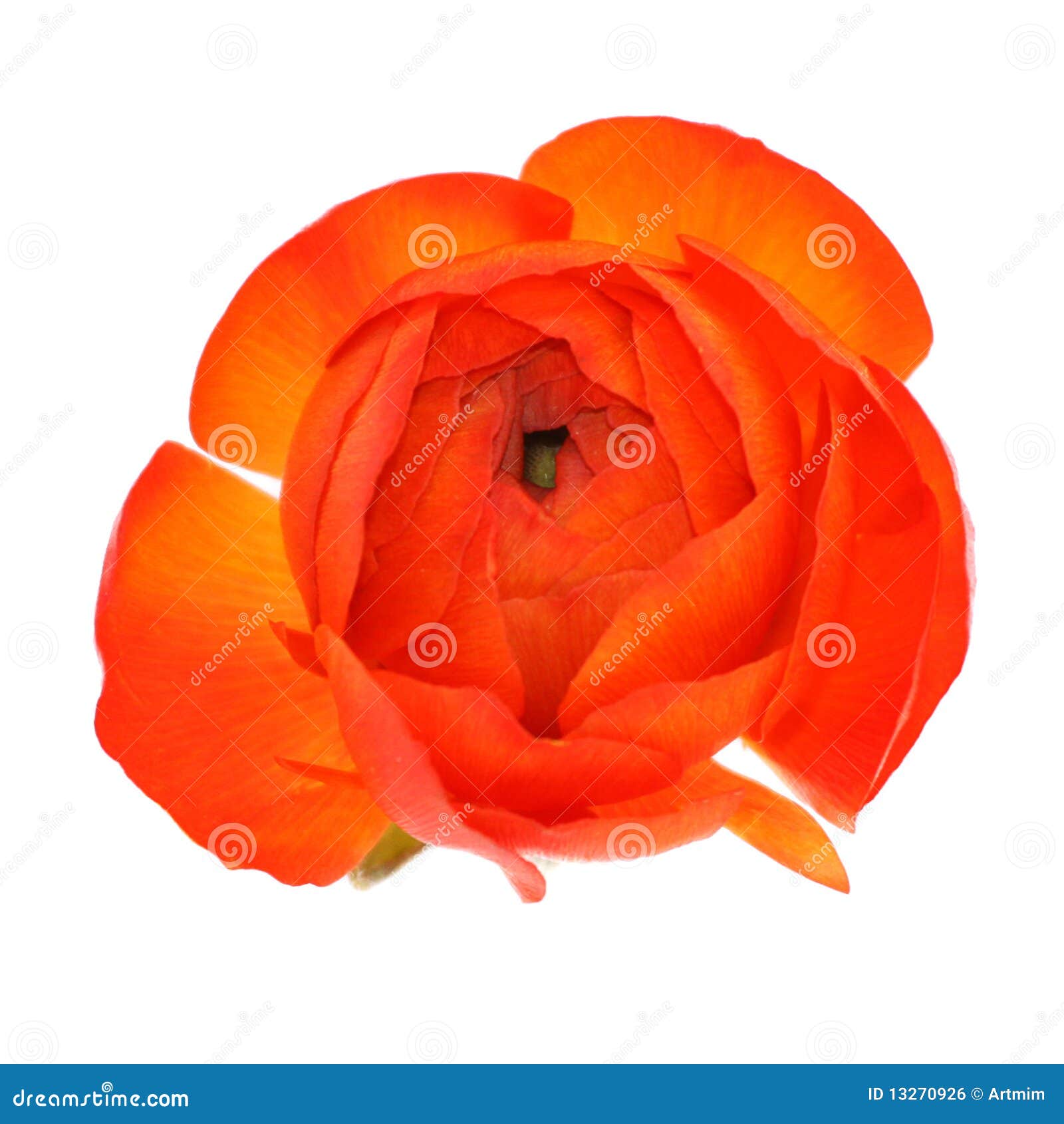 Orange Flower Isolated on White Background Stock Photo - Image of ...