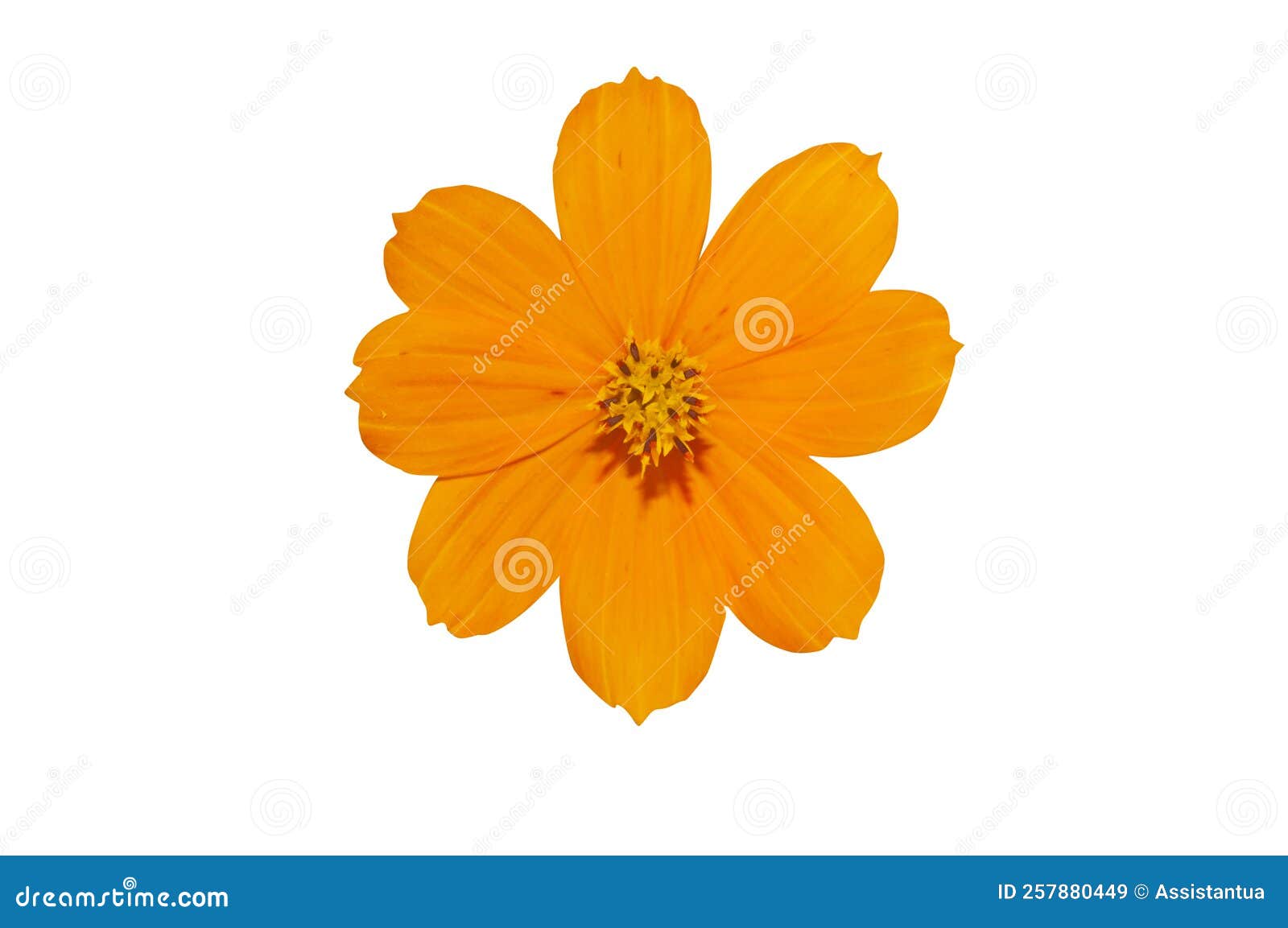 Orange Flower Isolated on White Background Stock Image - Image of ...