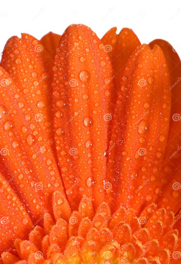 Orange Flower Macro stock photo. Image of blossom, love - 1786086