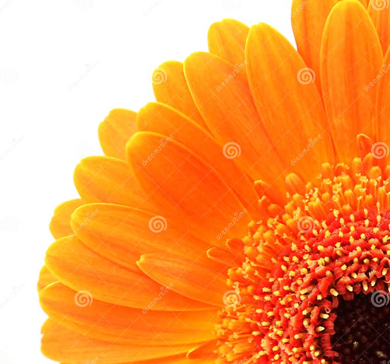 Orange flower. macro stock photo. Image of background - 6369278