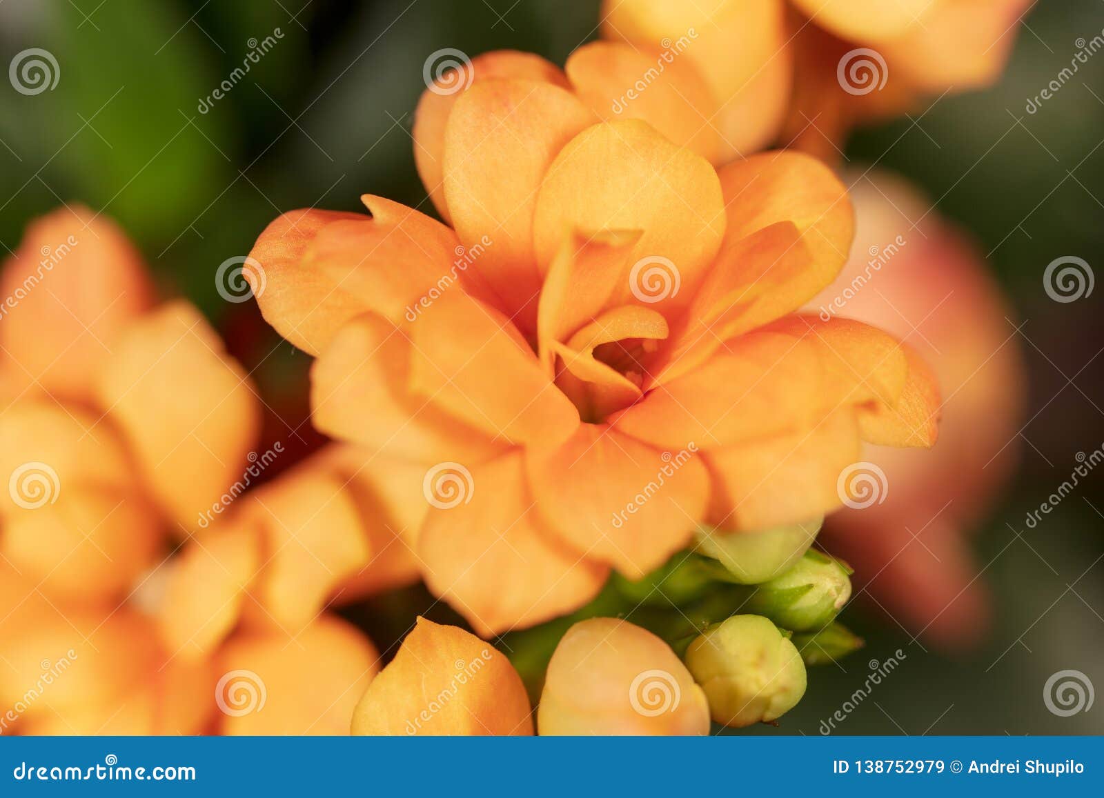 Orange Flower on Nature in Spring Stock Image - Image of beauty, flower ...