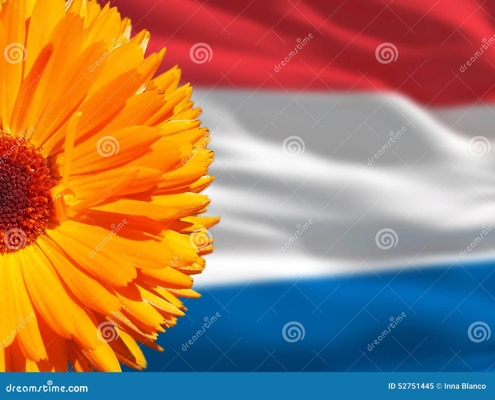 Orange Flower and Netherland Flag Stock Image - Image of national ...