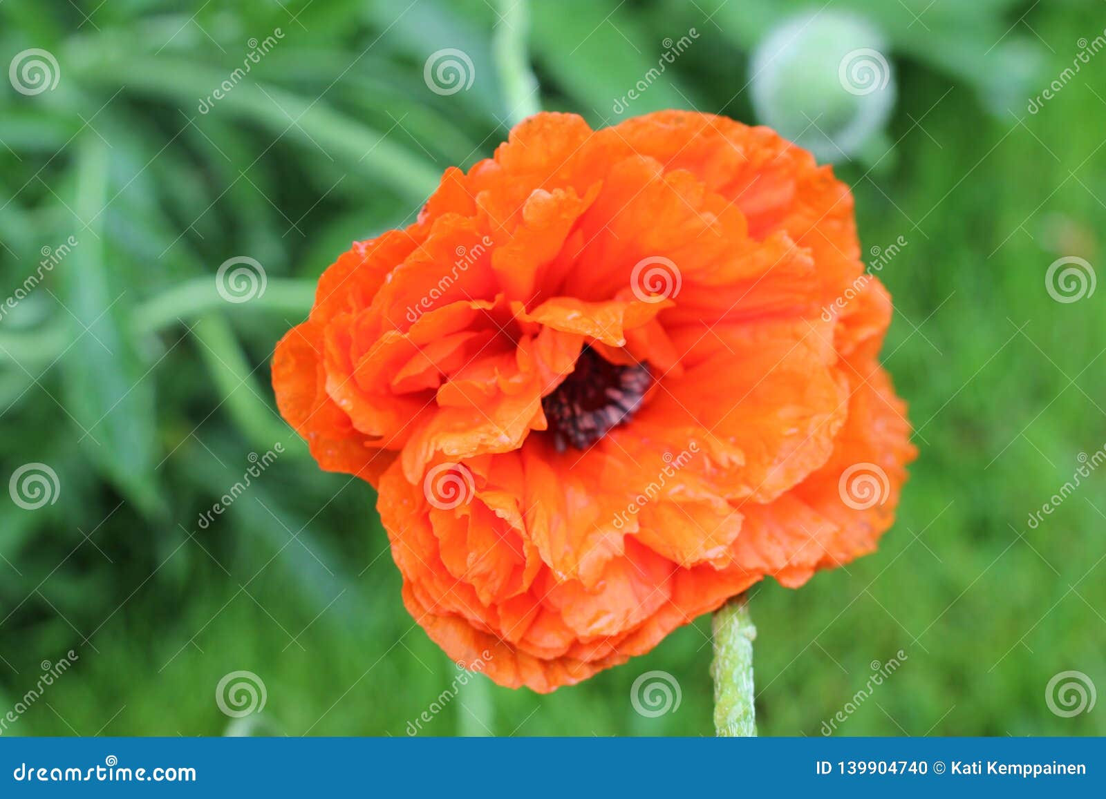 An orange flower stock photo. Image of closeup, grow - 139904740