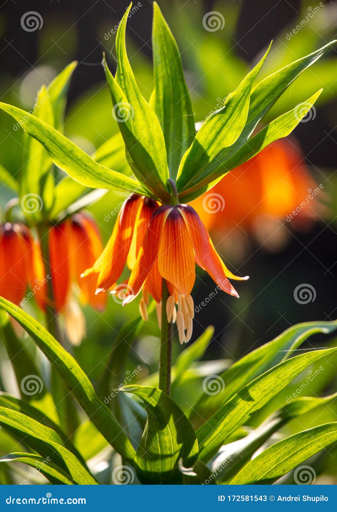 Orange Flower in the Park in Spring Stock Image - Image of macro ...
