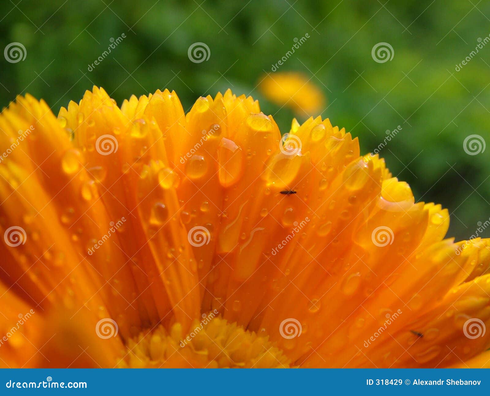Orange flower after a rain stock image. Image of spring - 318429