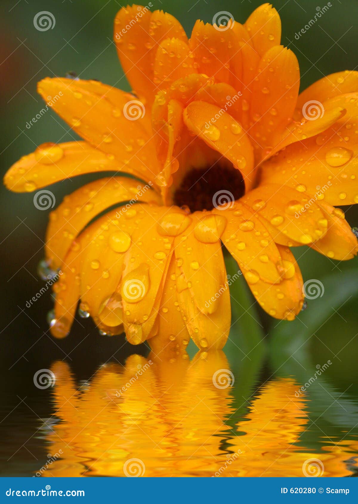 Orange Flower Reflected in Water Stock Photo - Image of drops ...