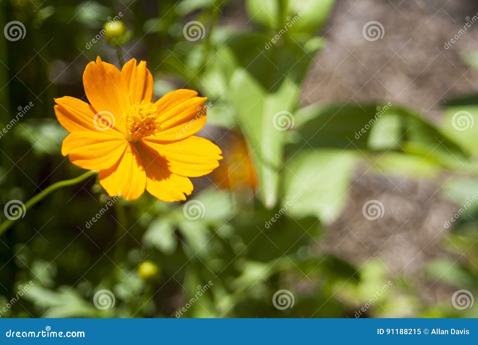 Orange Flower stock image. Image of petal, sharp, flower - 91188215