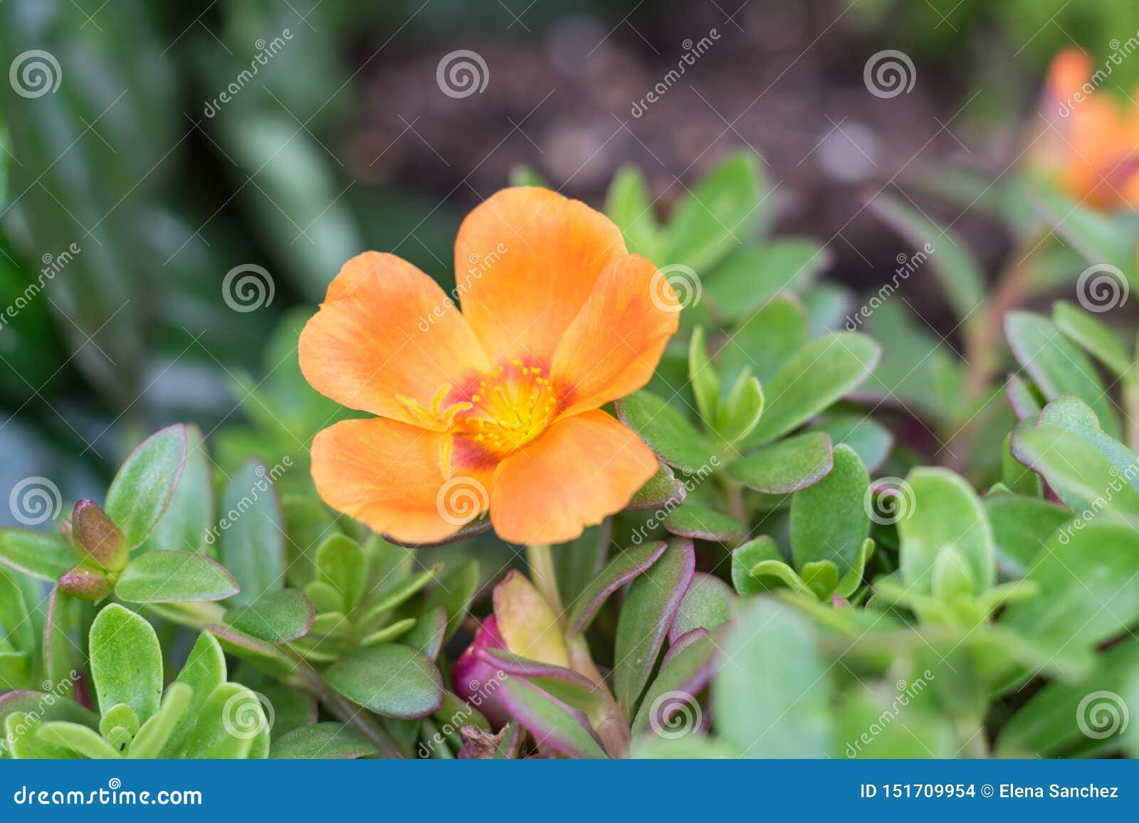 Orange flower in spring stock photo. Image of grass - 151709954