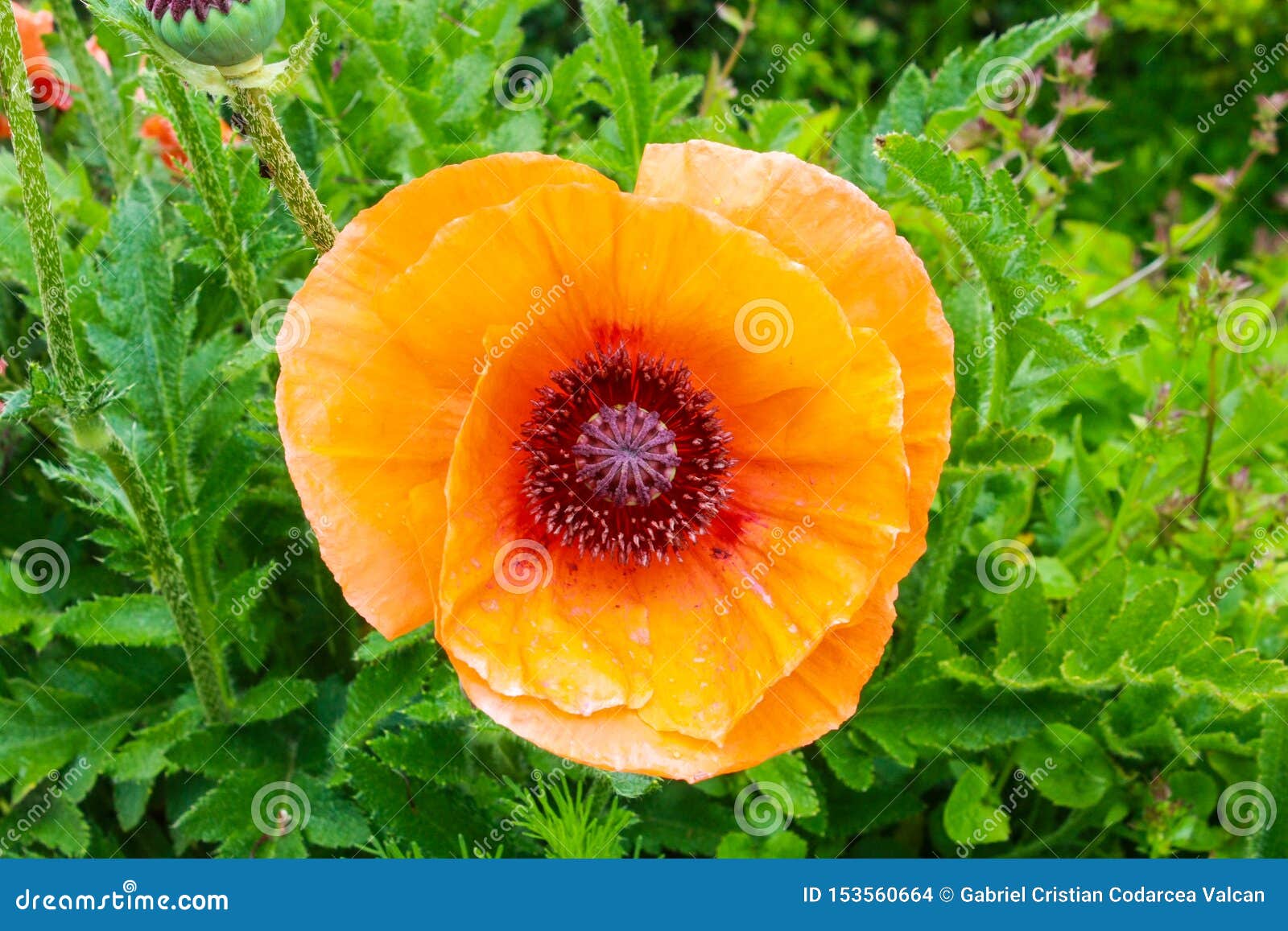Orange flower top view stock photo. Image of bright - 153560664