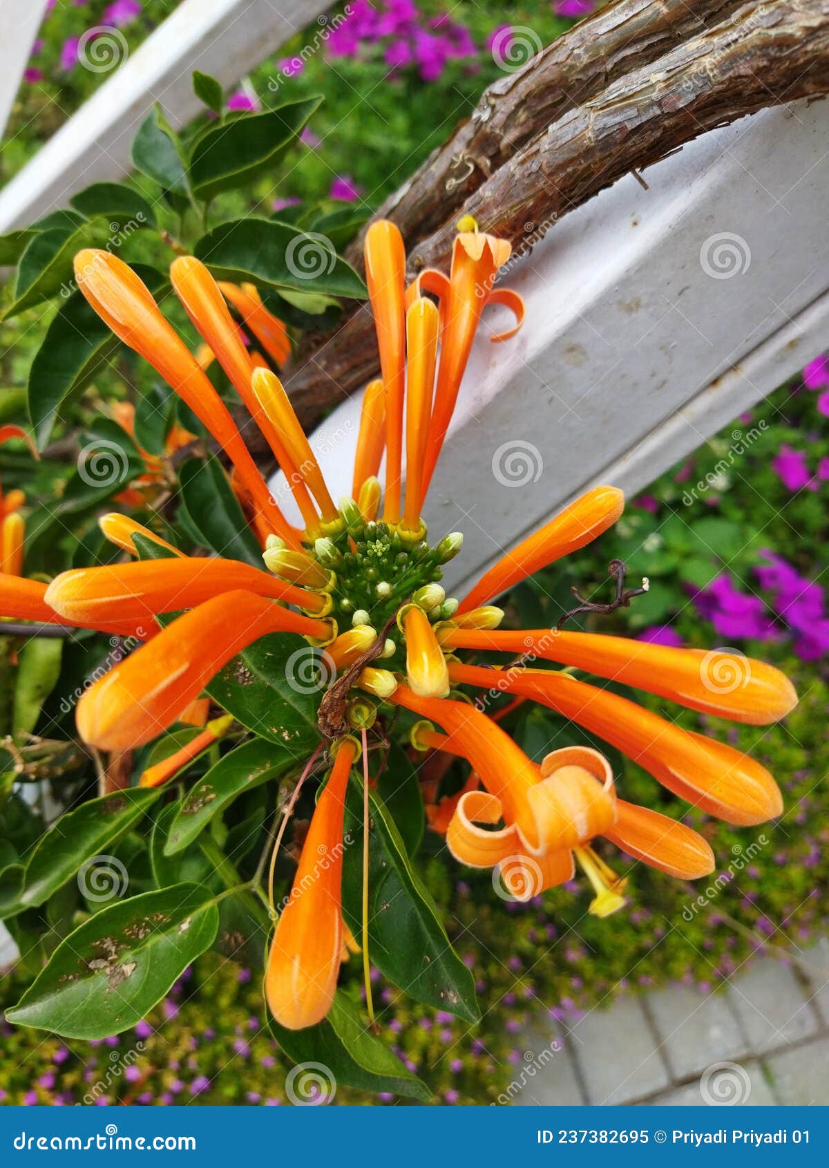 Orange Flower with Unique Shape Stock Image - Image of branch ...