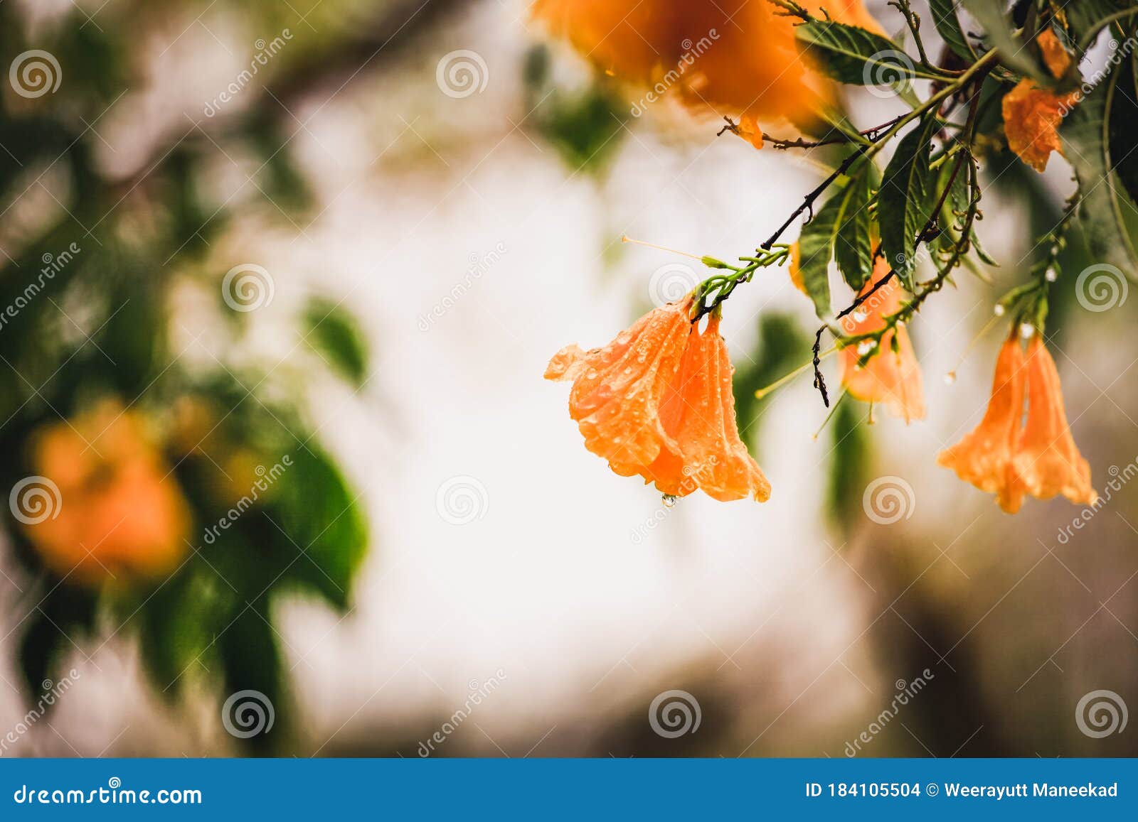 Orange Flower is Wet after Rain with Natural Background Stock Photo ...