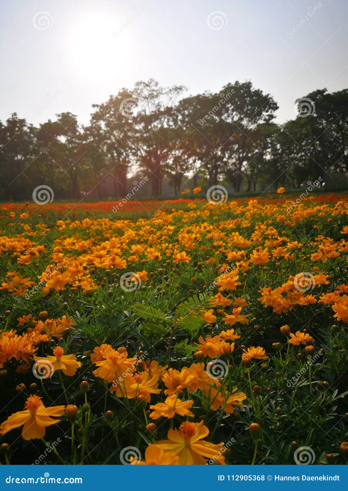 Orange flowerfield stock photo. Image of field, flowerfield - 112905368