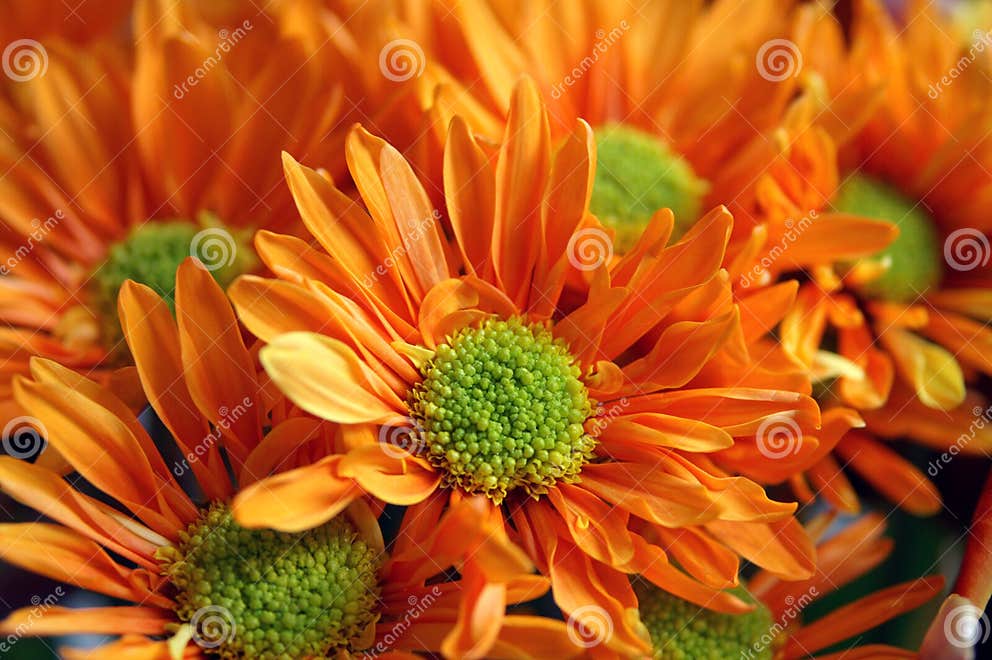 Orange Flowers stock photo. Image of green, colours, gift - 1090410