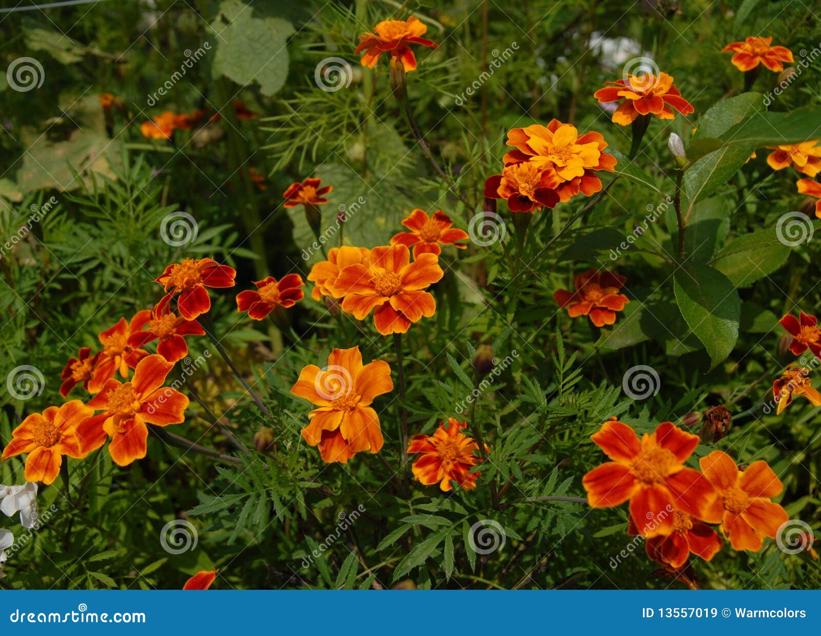 Orange flowers stock image. Image of orange, yellow, spring - 13557019