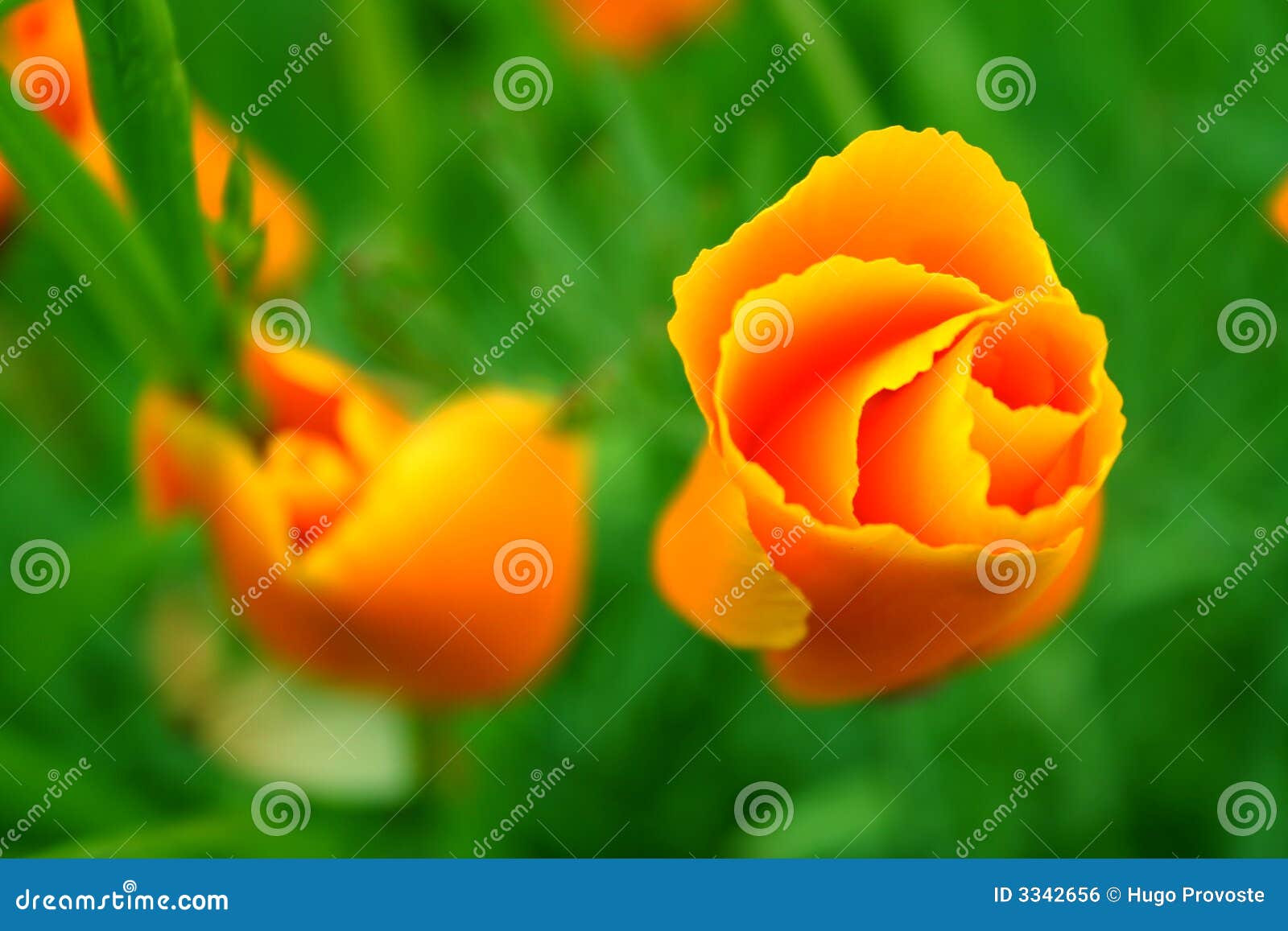 Orange flowers stock photo. Image of green, colors, flower - 3342656