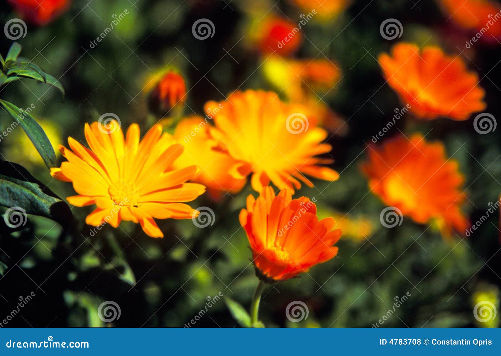 Orange flowers stock photo. Image of garden, orange, flowers - 4783708
