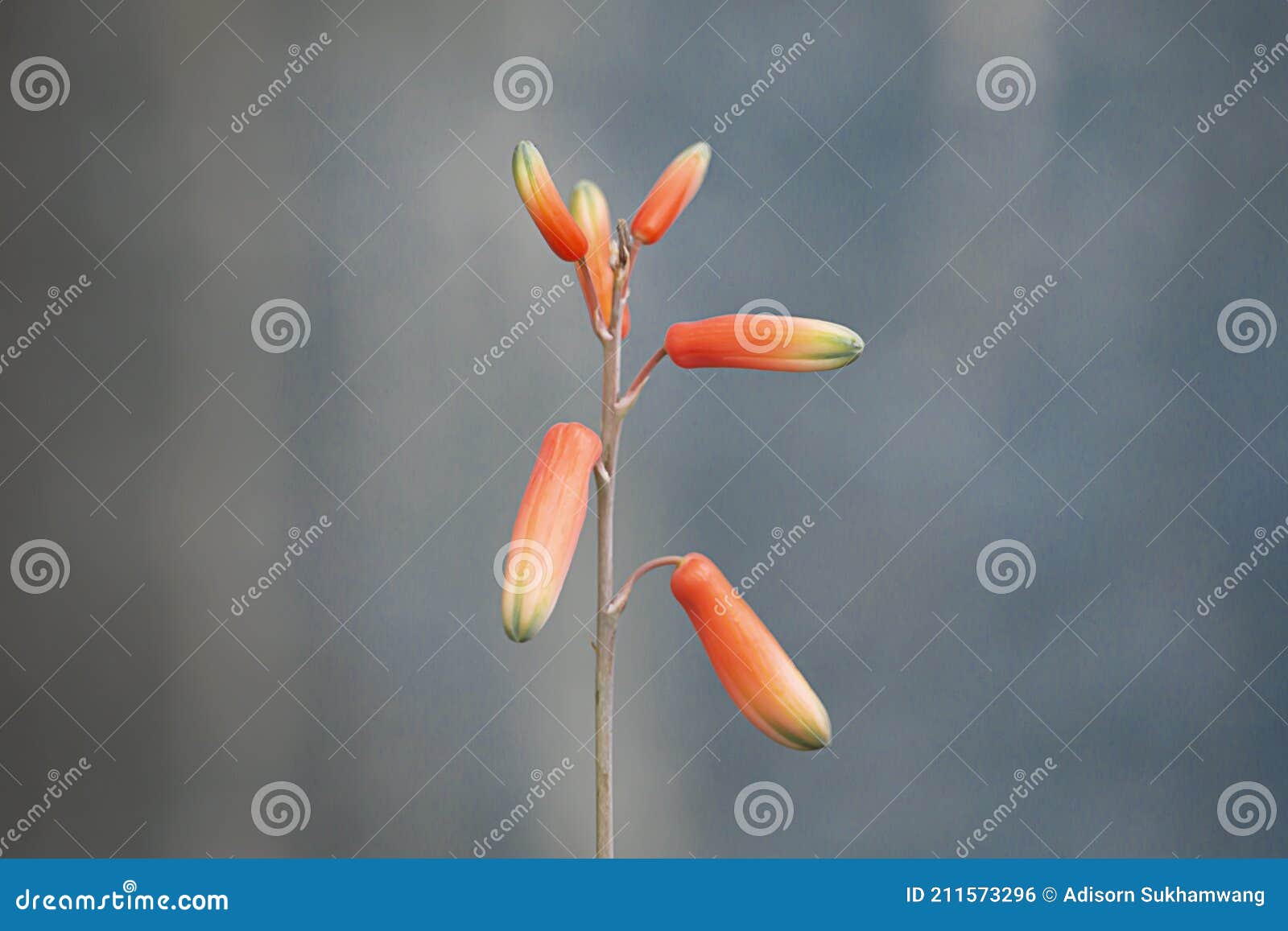 Orange Flowers of the Agave Tree Stock Photo - Image of southern, tree ...