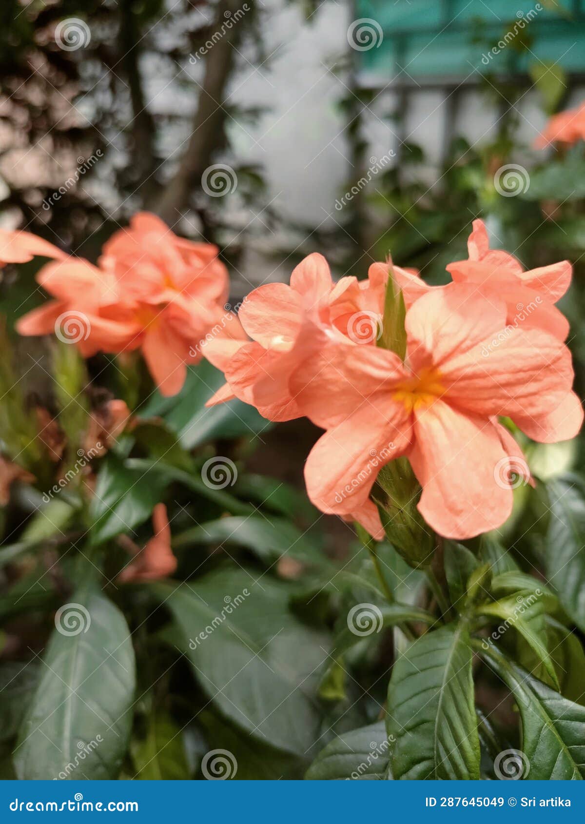 Orange Flowers that Attract the Attention of Many People Stock Image ...