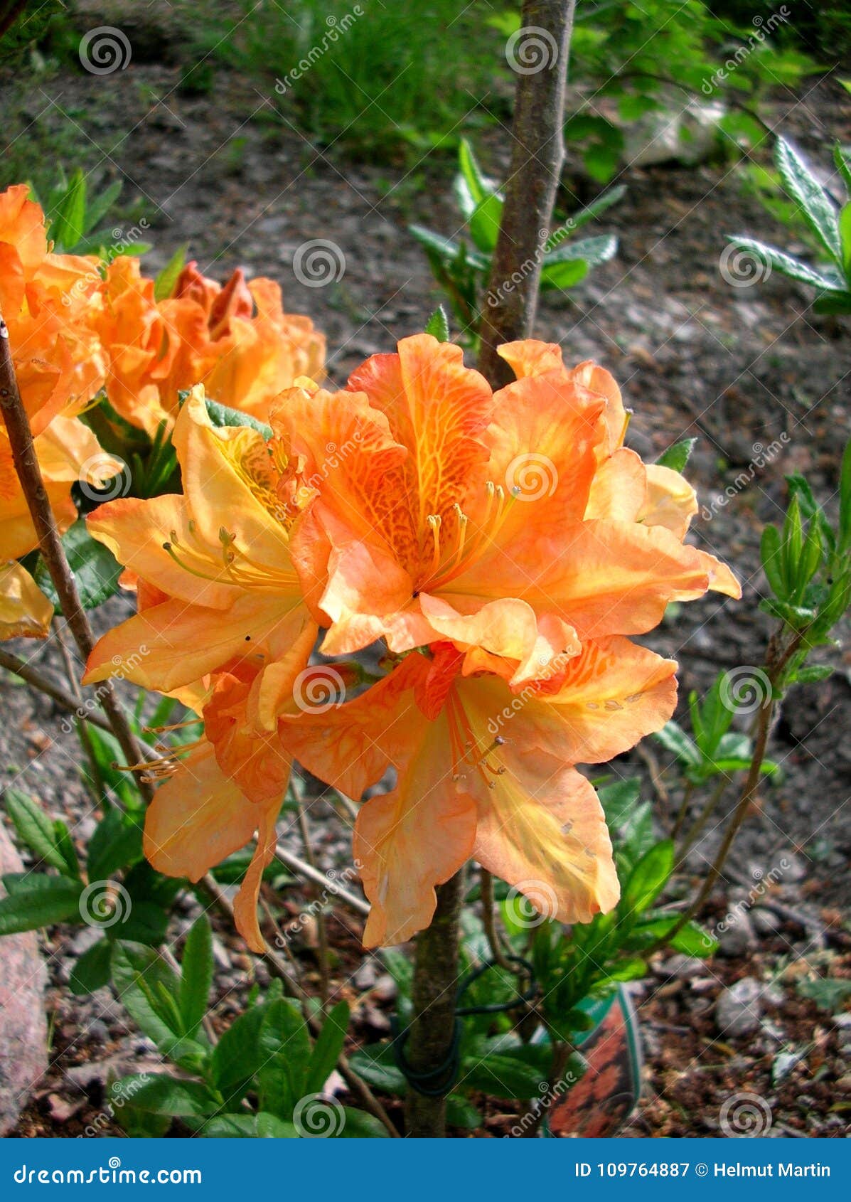 Orange Flowers of an Azalea Stock Image - Image of blossom, nature ...