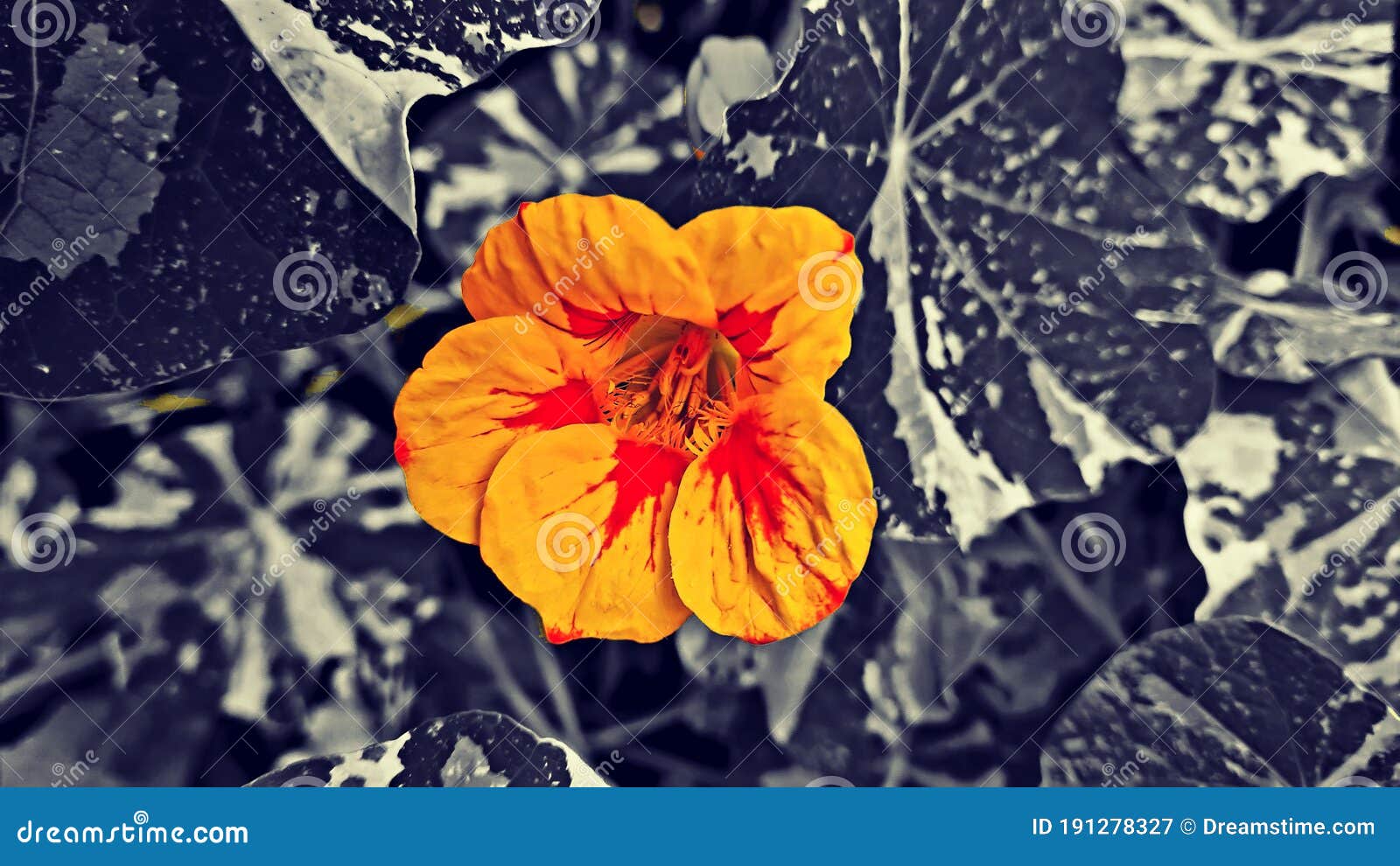 The Orange Flowers are in a Black Background Which is the Pattern of ...