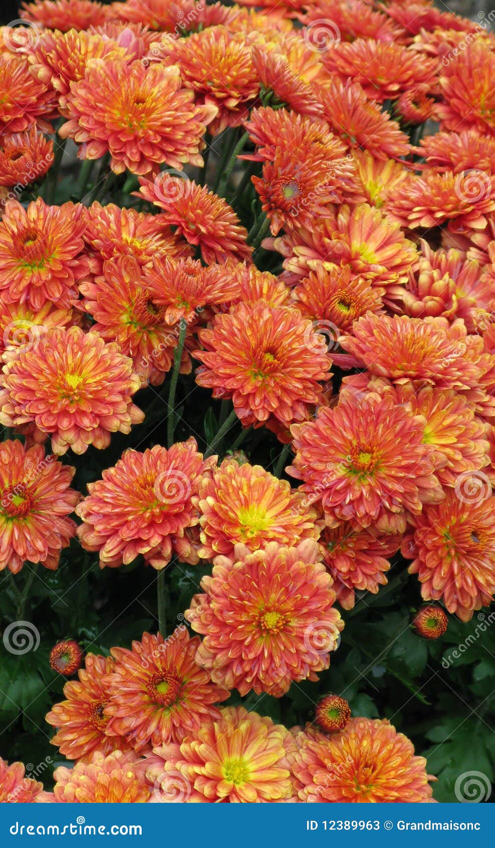 Orange flowers in bloom stock image. Image of blossoming - 12389963