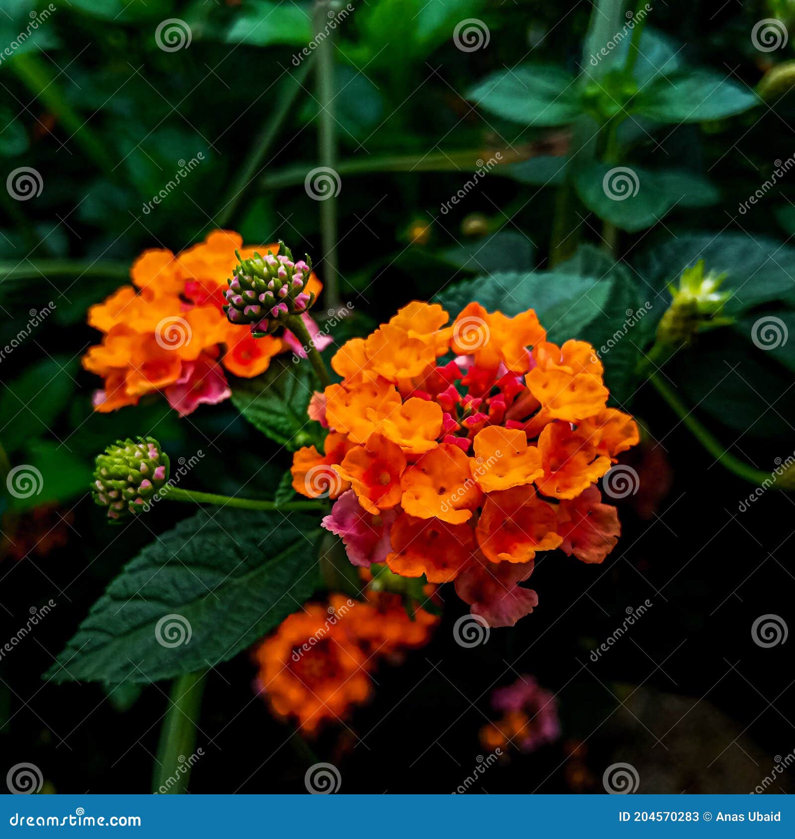 Orange flowers in bloom stock image. Image of blossom - 204570283