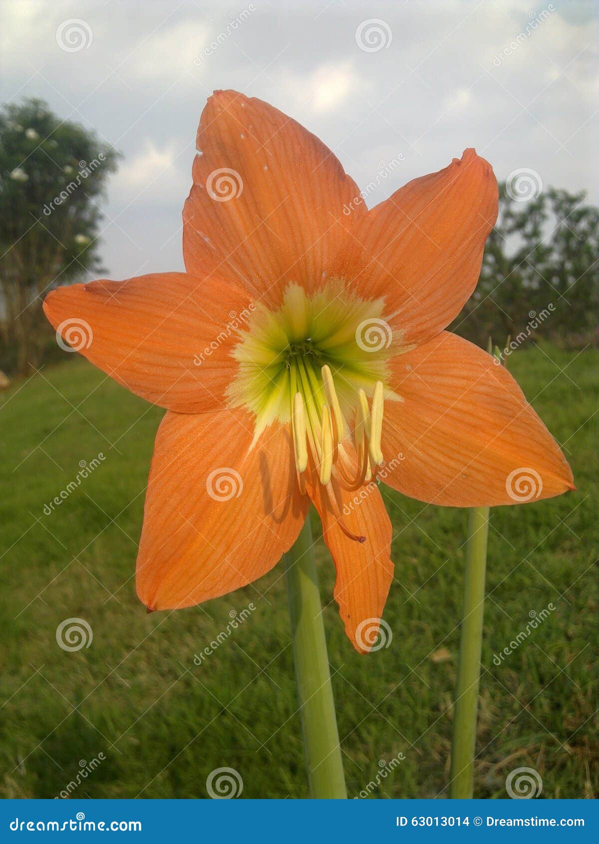 The Orange flowers bloom stock photo. Image of bloom - 63013014