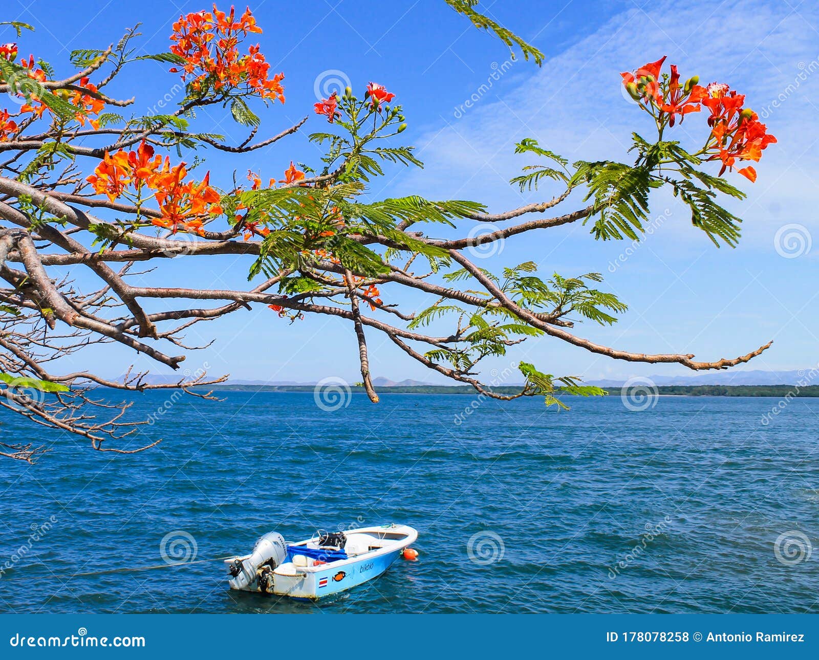 Orange flowers and a boat editorial stock photo. Image of sunny - 178078258
