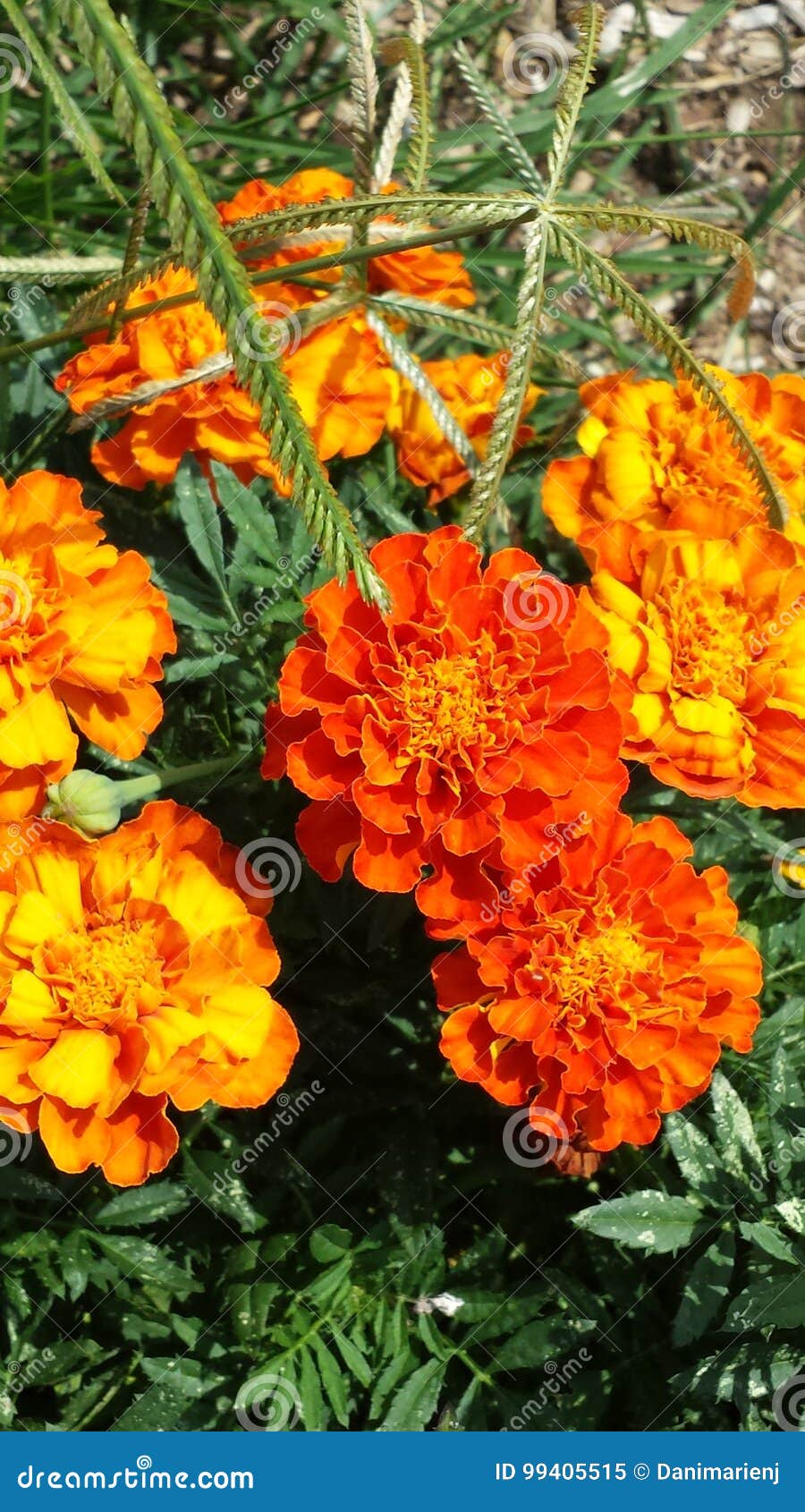 Orange flowers stock image. Image of light, flowers, garden - 99405515