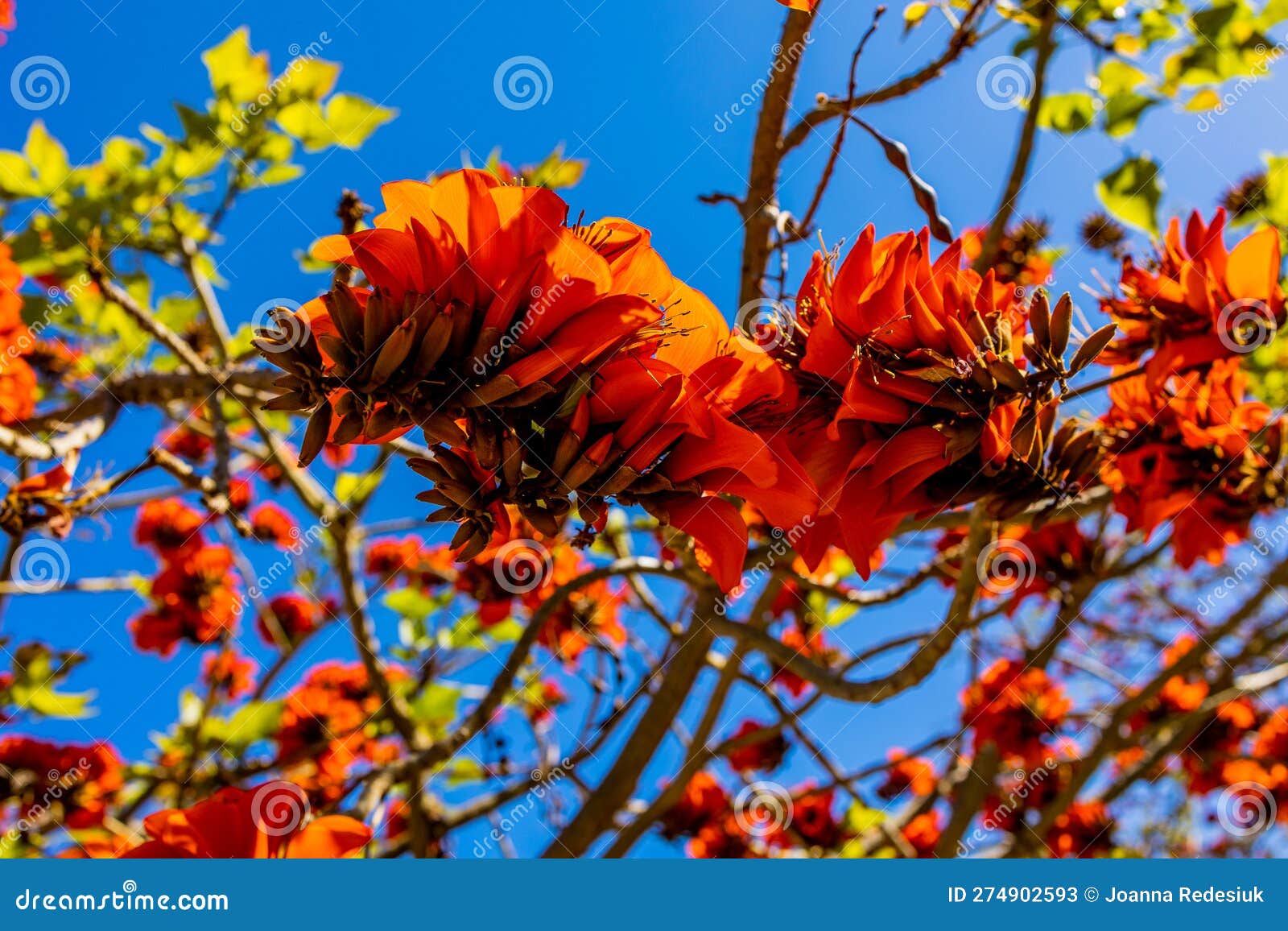 Orange Flowers on Erythrina Caffra Tree Iin Spring Stock Image - Image ...