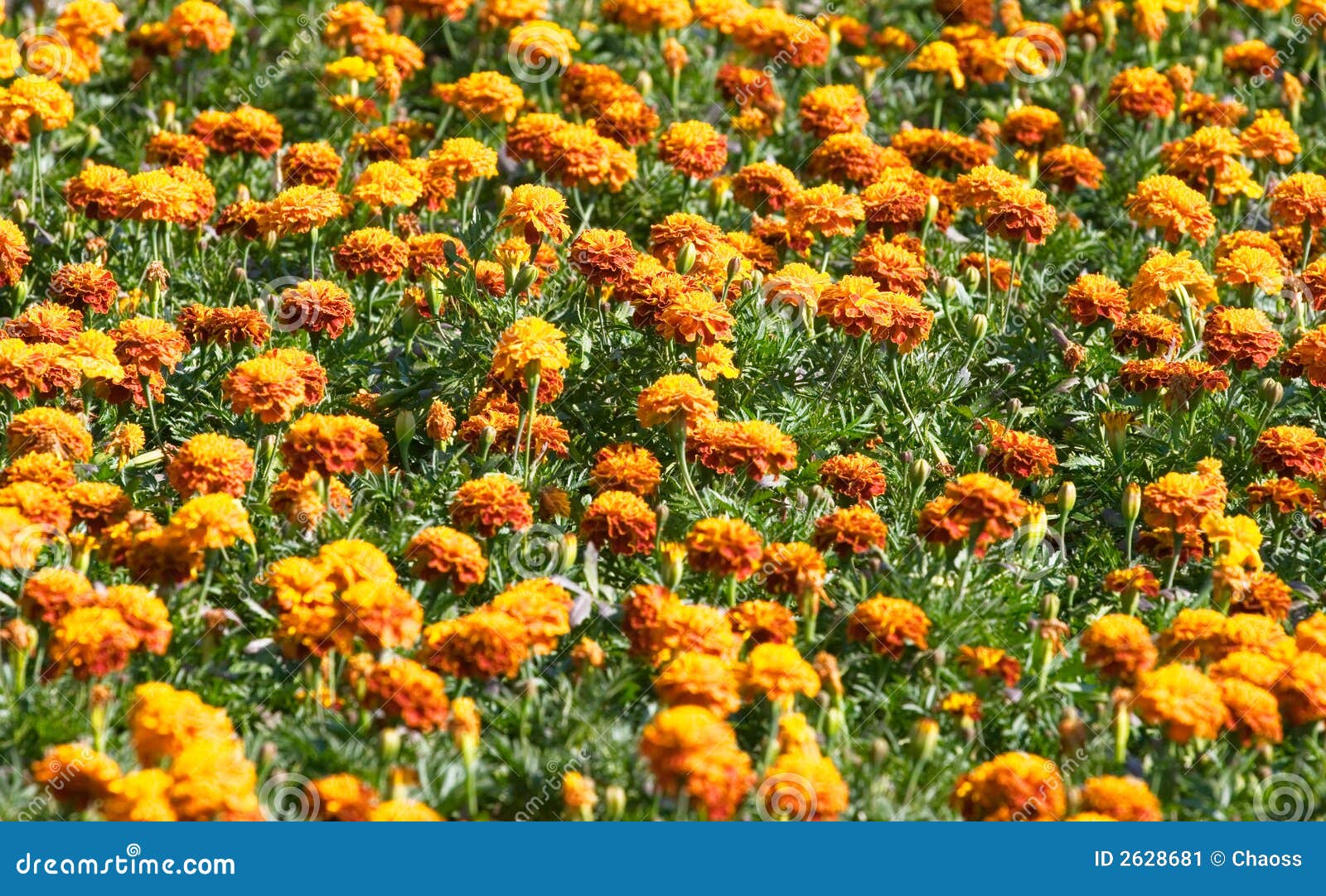 Orange flowers field stock image. Image of group, backgrounds - 2628681